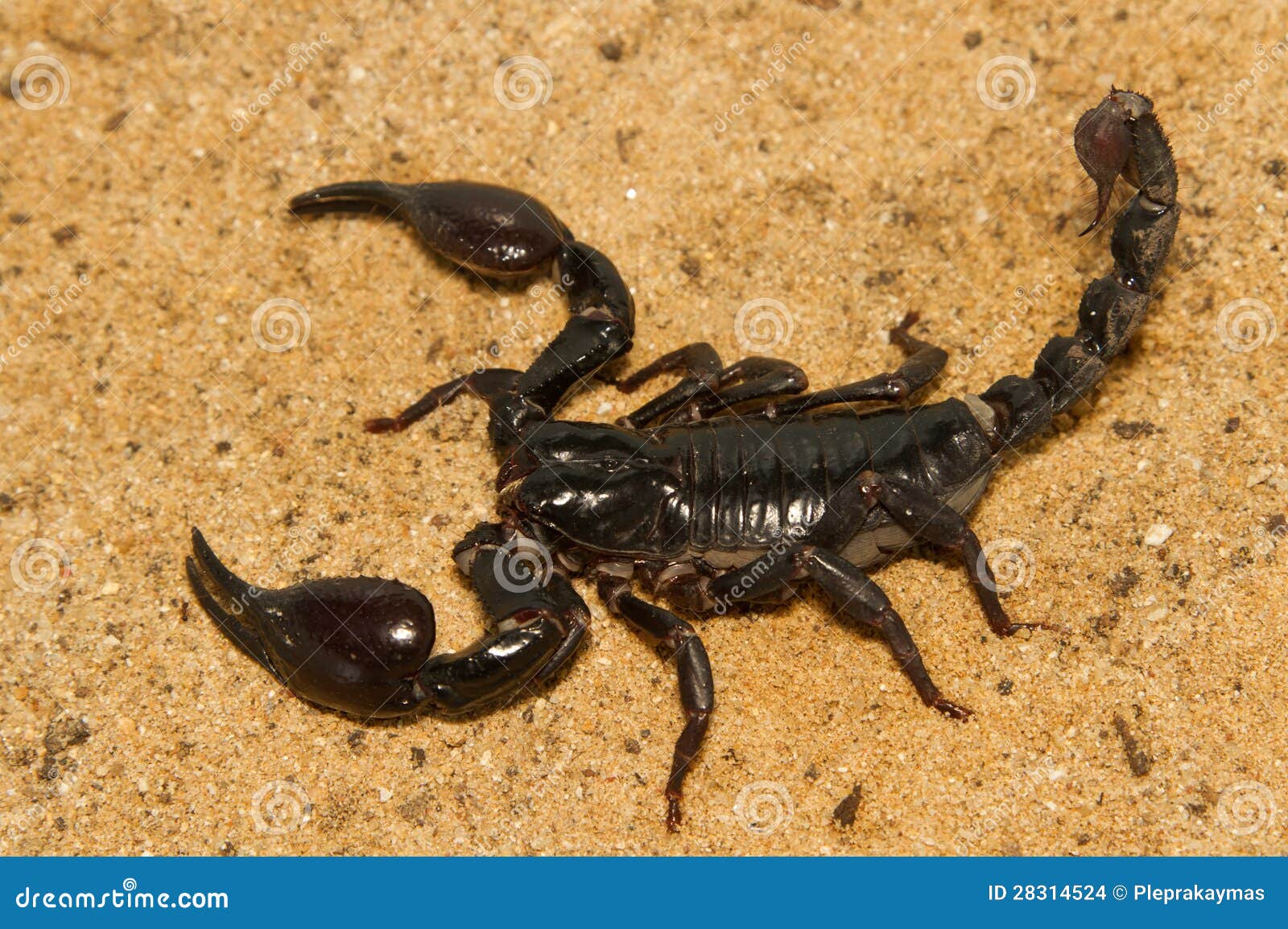 Scorpion fighting position stock photo. Image of crawly - 28314524