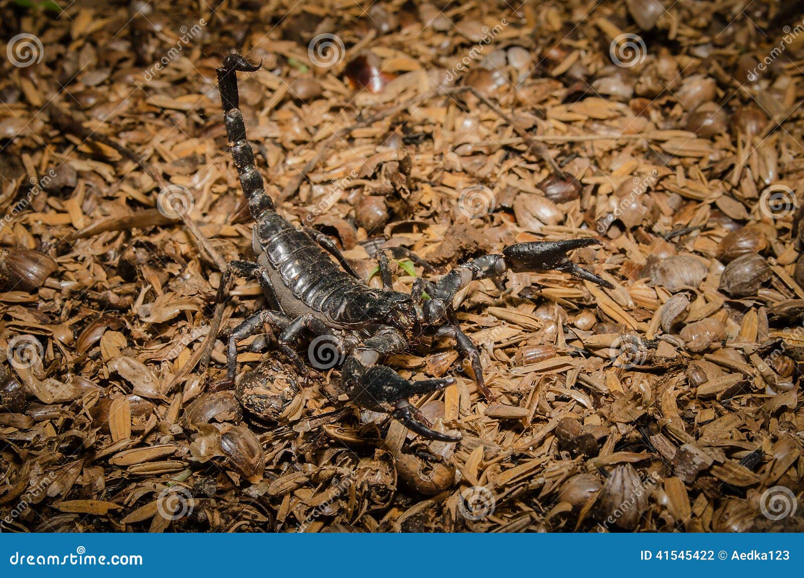 Scorpion fighting position stock photo. Image of astrology - 41545422