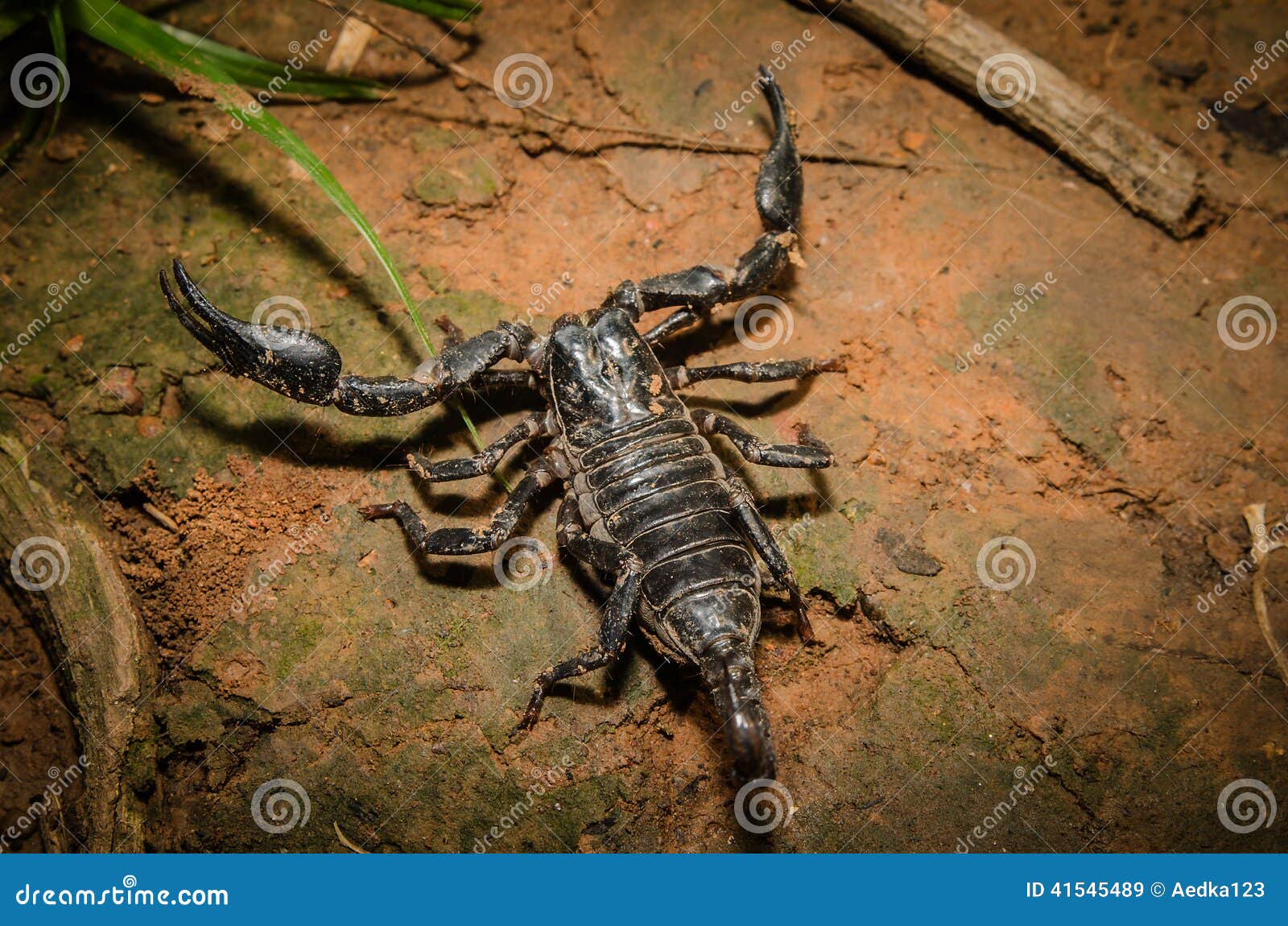 Scorpion fighting position stock image. Image of predator - 41545489
