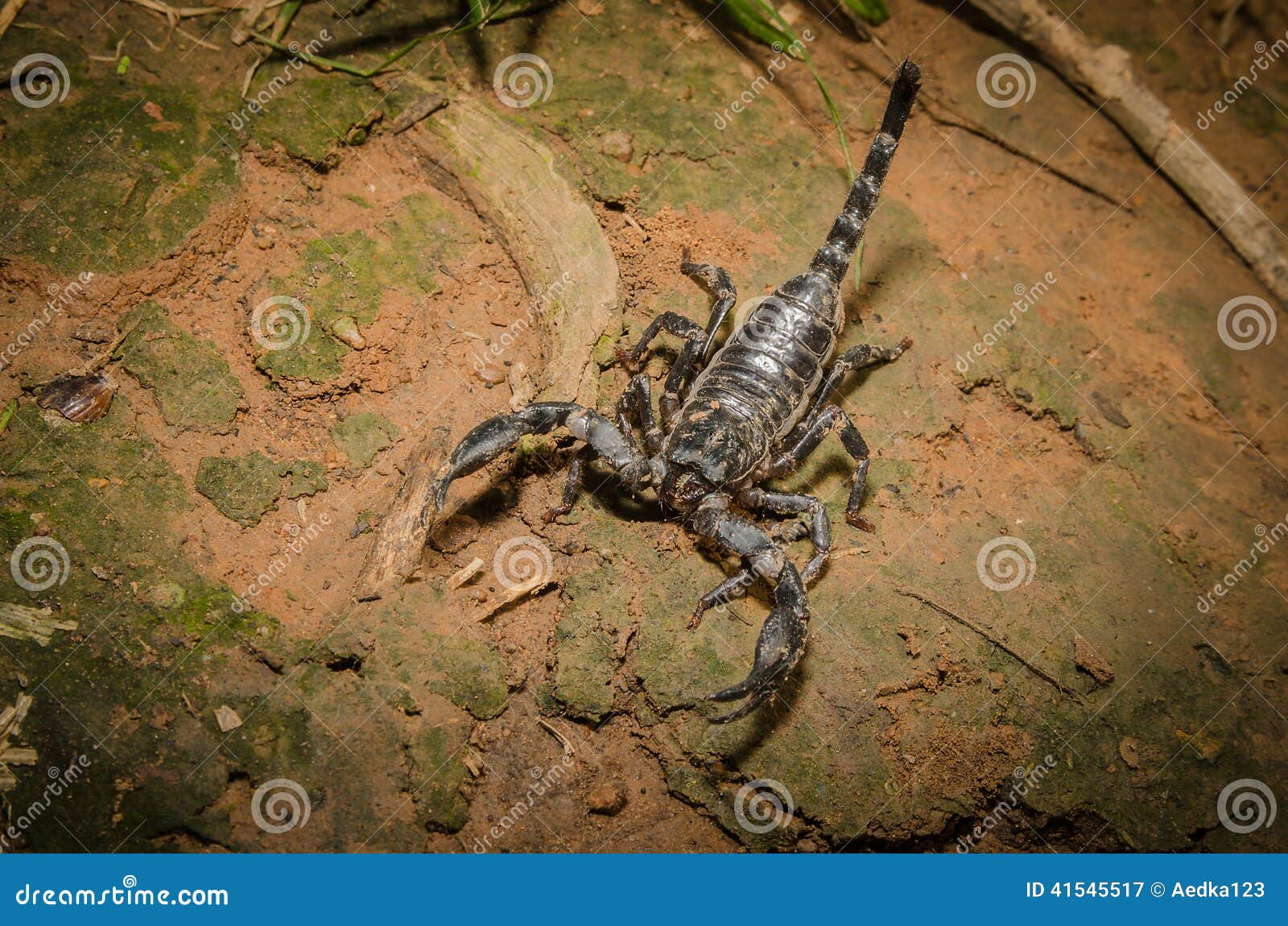 Scorpion fighting position stock image. Image of fierce - 41545517