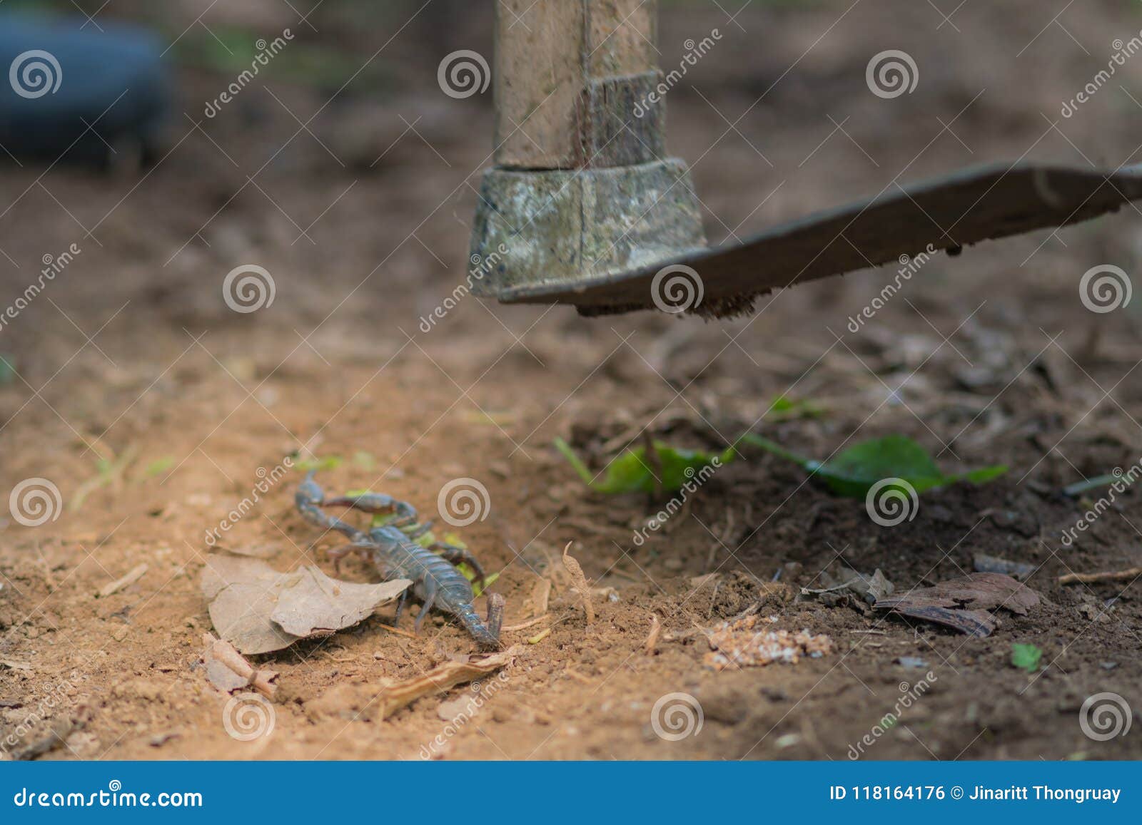 Scorpion is Fighting with the Spade Stock Photo - Image of heterometrus ...