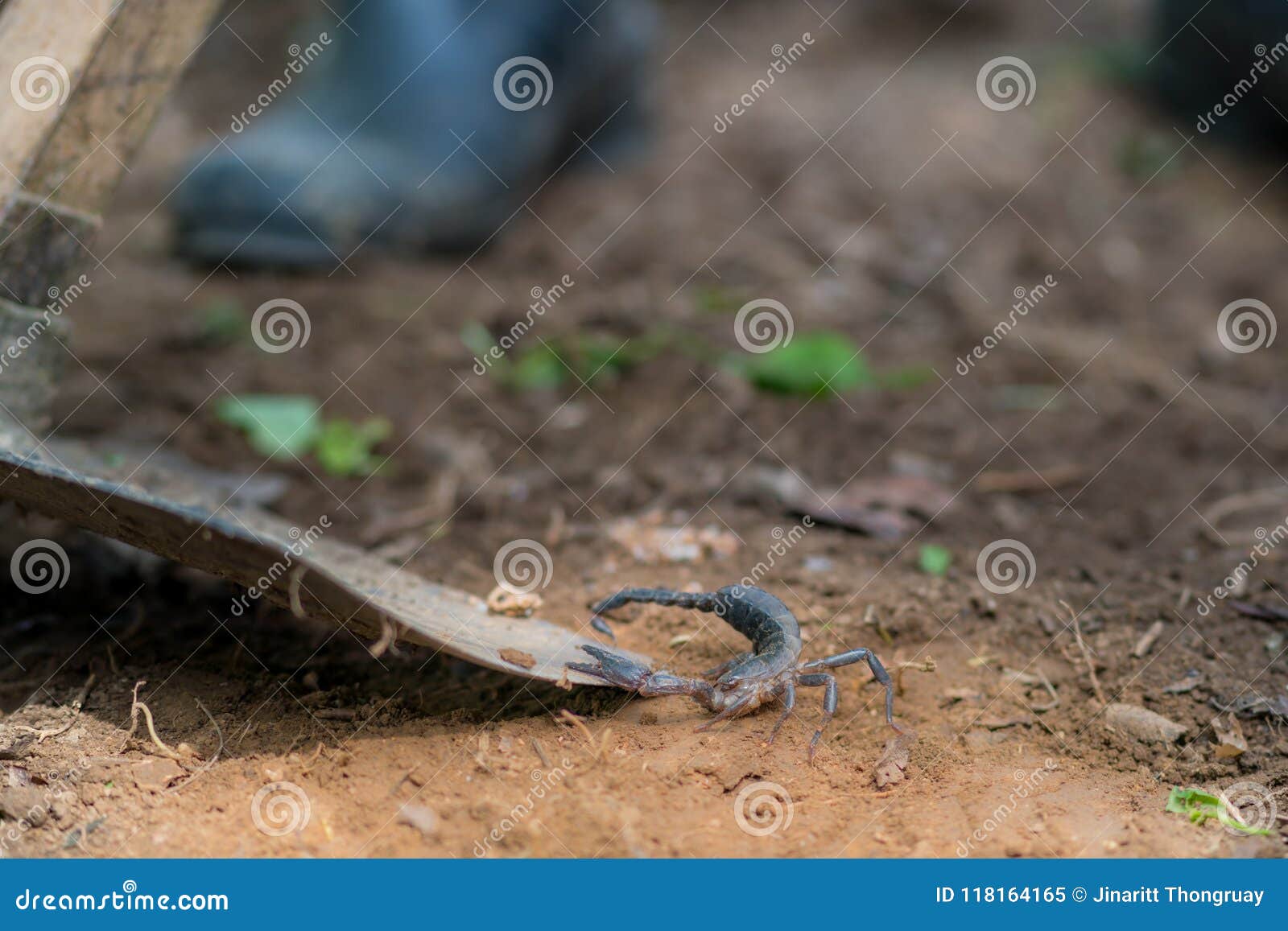 Scorpion is Fighting with the Spade Stock Image - Image of creature ...