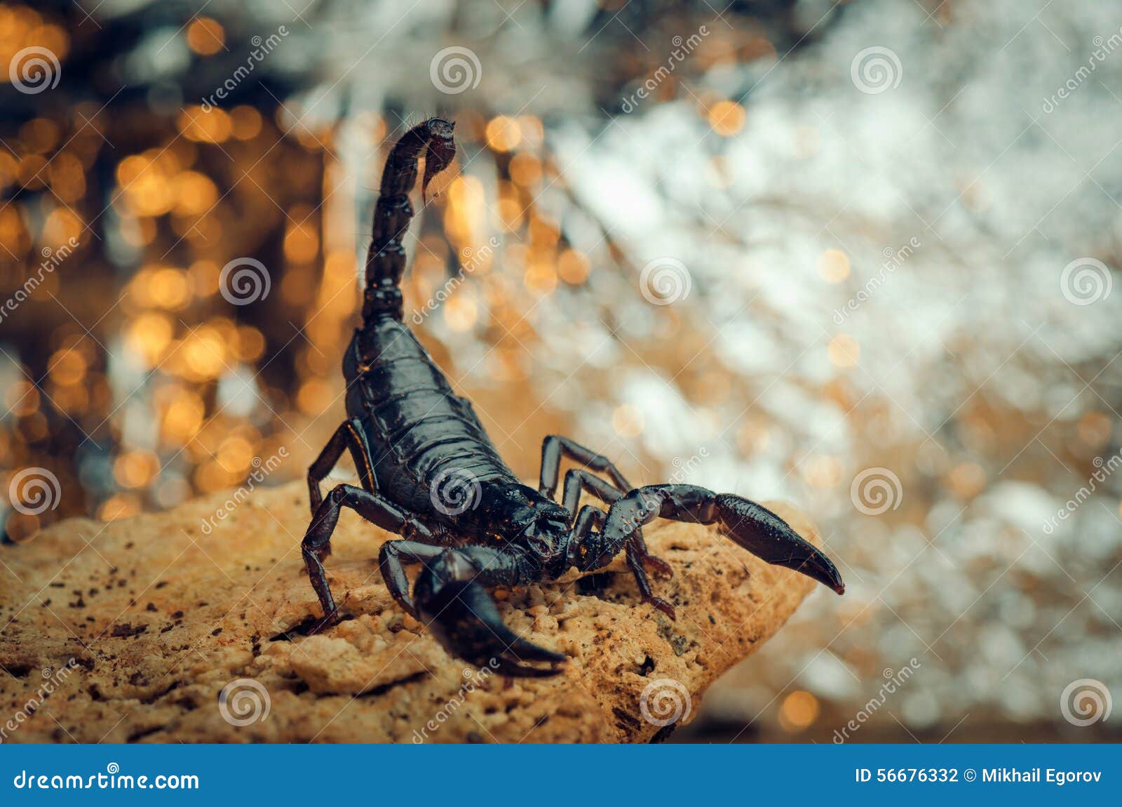 Scorpion in a Fighting Stance Stock Photo - Image of mandibles, sting ...