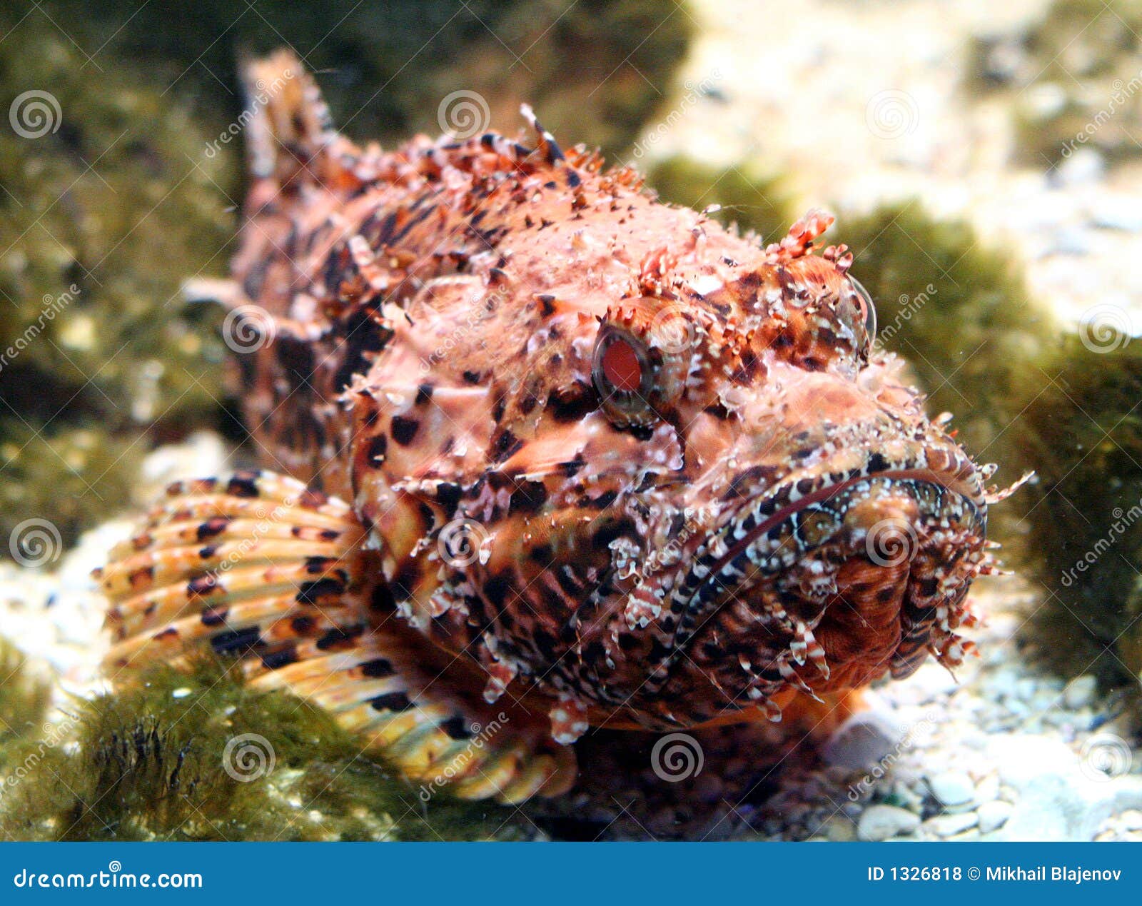 Scorpion Fish 1 stock photo. Image of ugly, blooded, nature - 1326818
