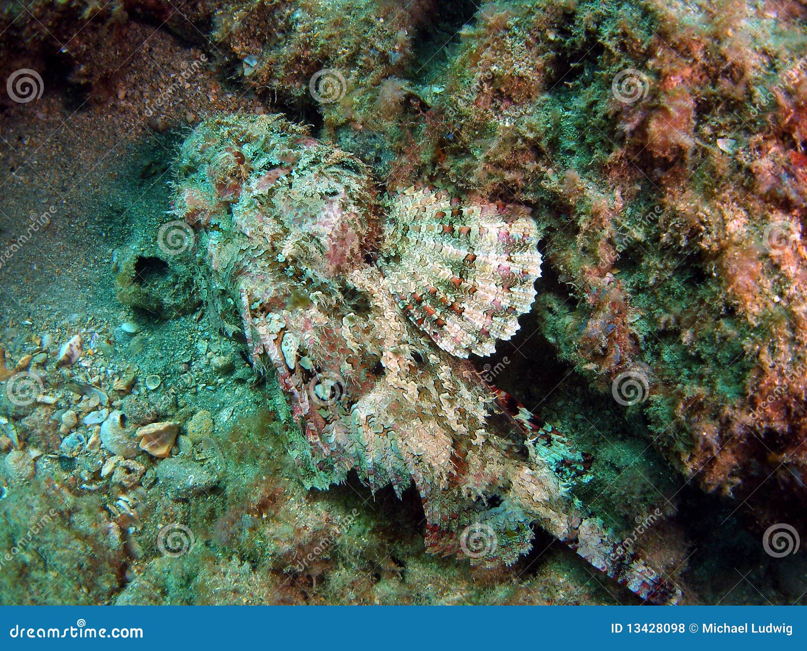 Scorpion Fish stock photo. Image of coral, fish, floor - 13428098