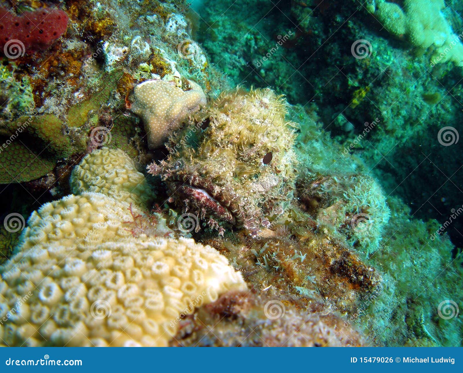 Scorpion fish stock photo. Image of underwater, aqua - 15479026