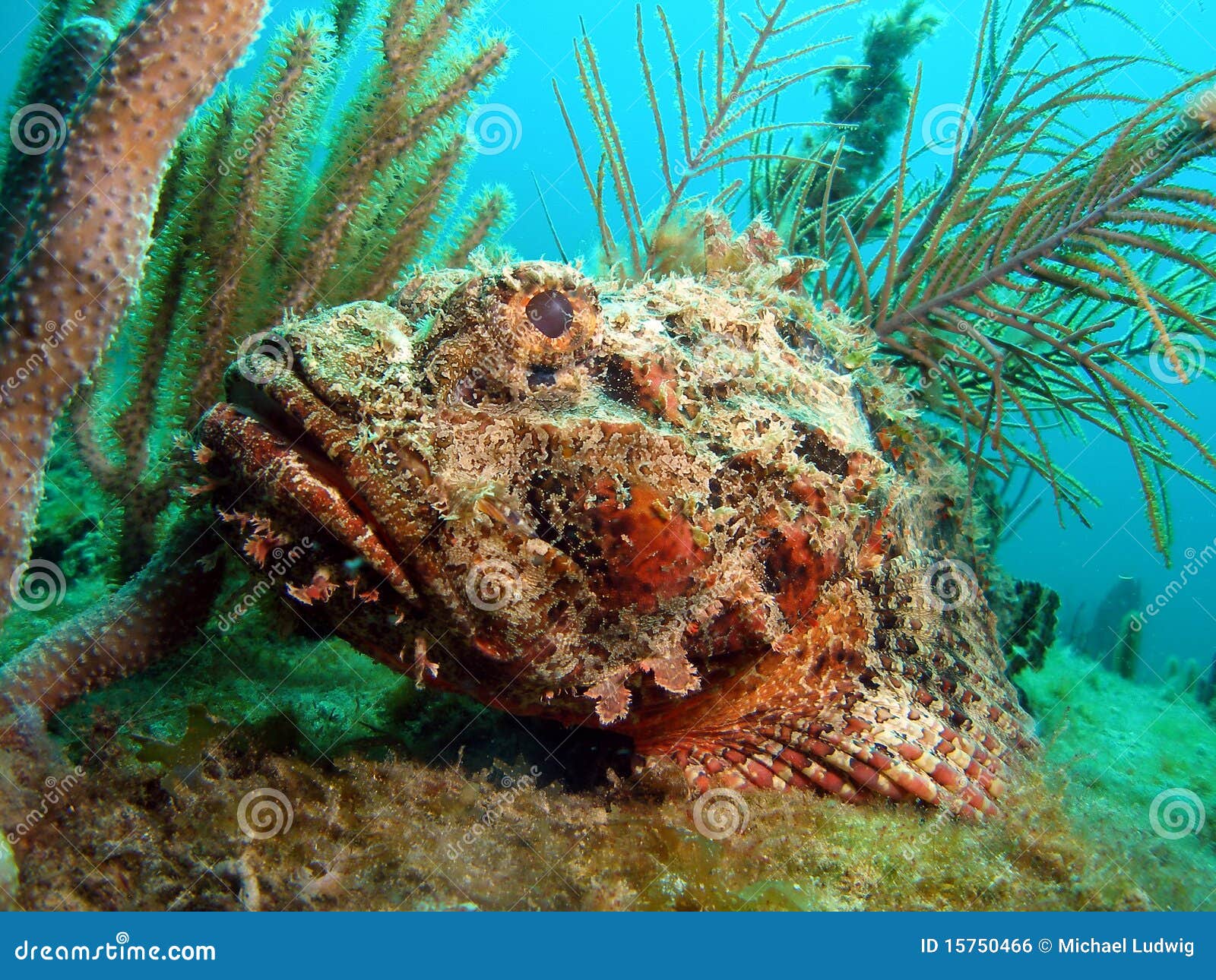 Scorpion Fish stock photo. Image of waters, aqua, underwater - 15750466