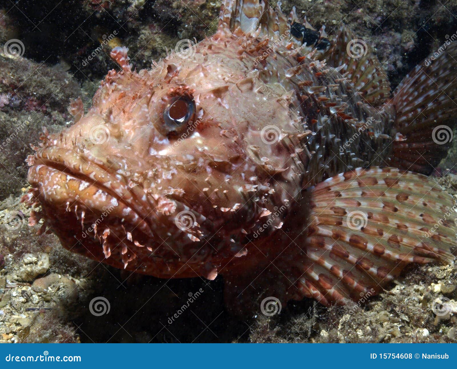 Scorpion fish stock photo. Image of wild, fish, mediterranean - 15754608