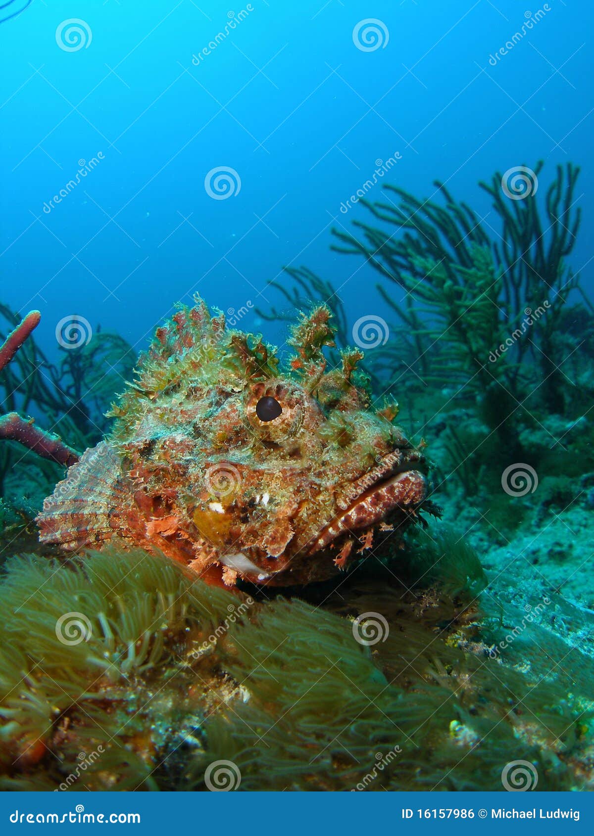 Scorpion Fish stock photo. Image of mound, waters, underwater - 16157986