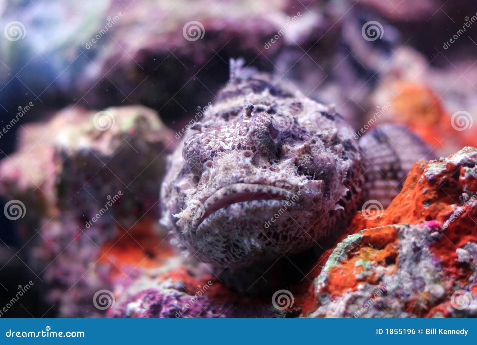 Scorpion fish stock photo. Image of rock, orange, scorpion - 1855196