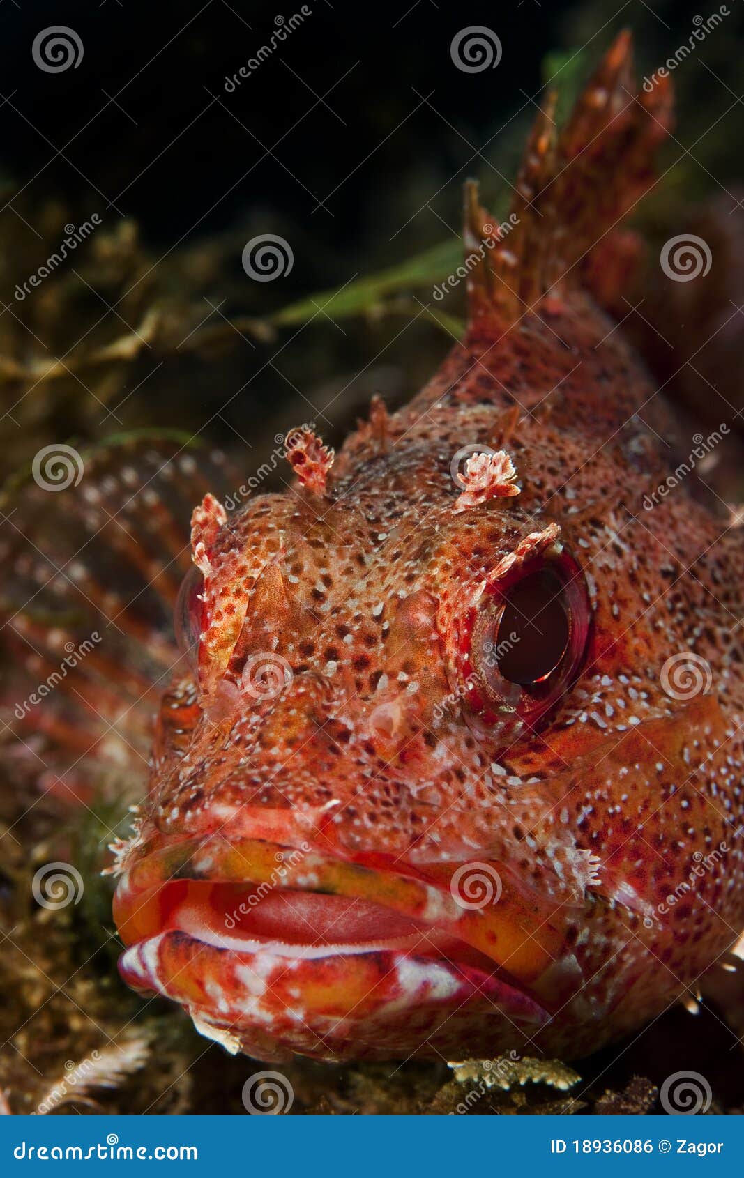 Scorpion-fish stock photo. Image of mediterranean, colorful - 18936086