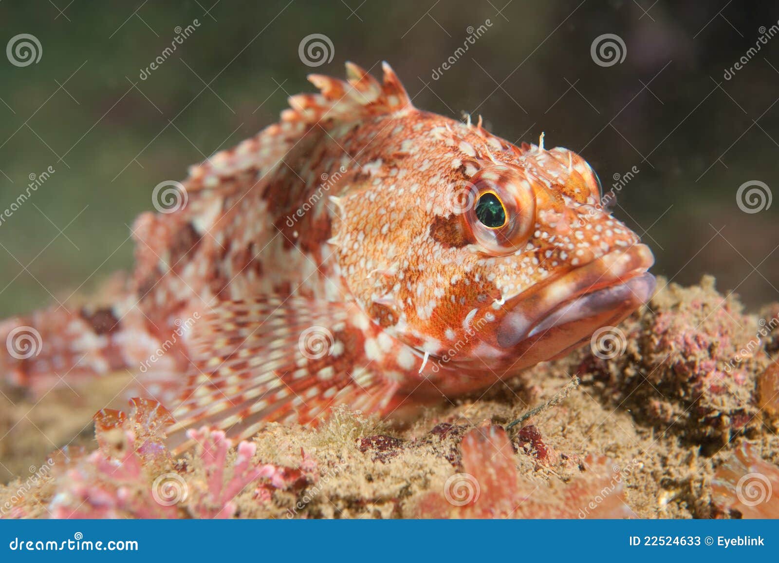Scorpion fish stock image. Image of creature, biology - 22524633
