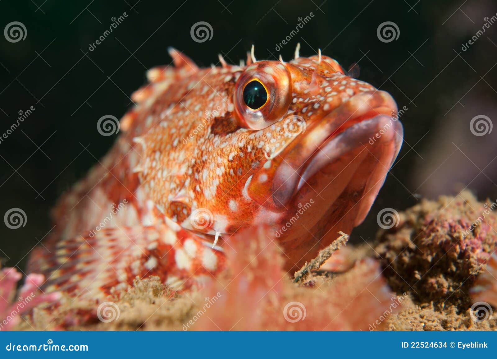 Scorpion fish stock photo. Image of ocean, environment - 22524634