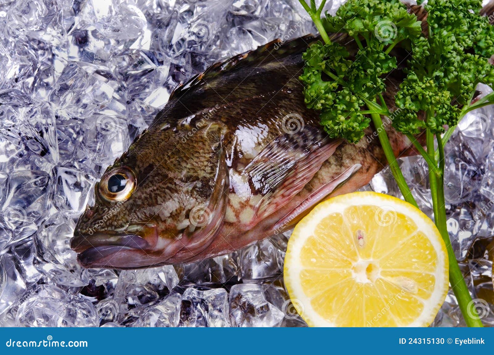 Scorpion fish stock photo. Image of meal, eating, rockfish - 24315130