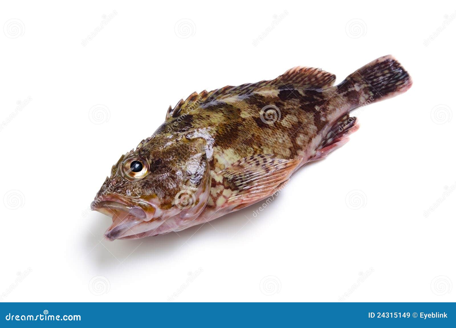 Scorpion Fish, Triangle Rock, Chumphon, Thailand Royalty-Free Stock ...