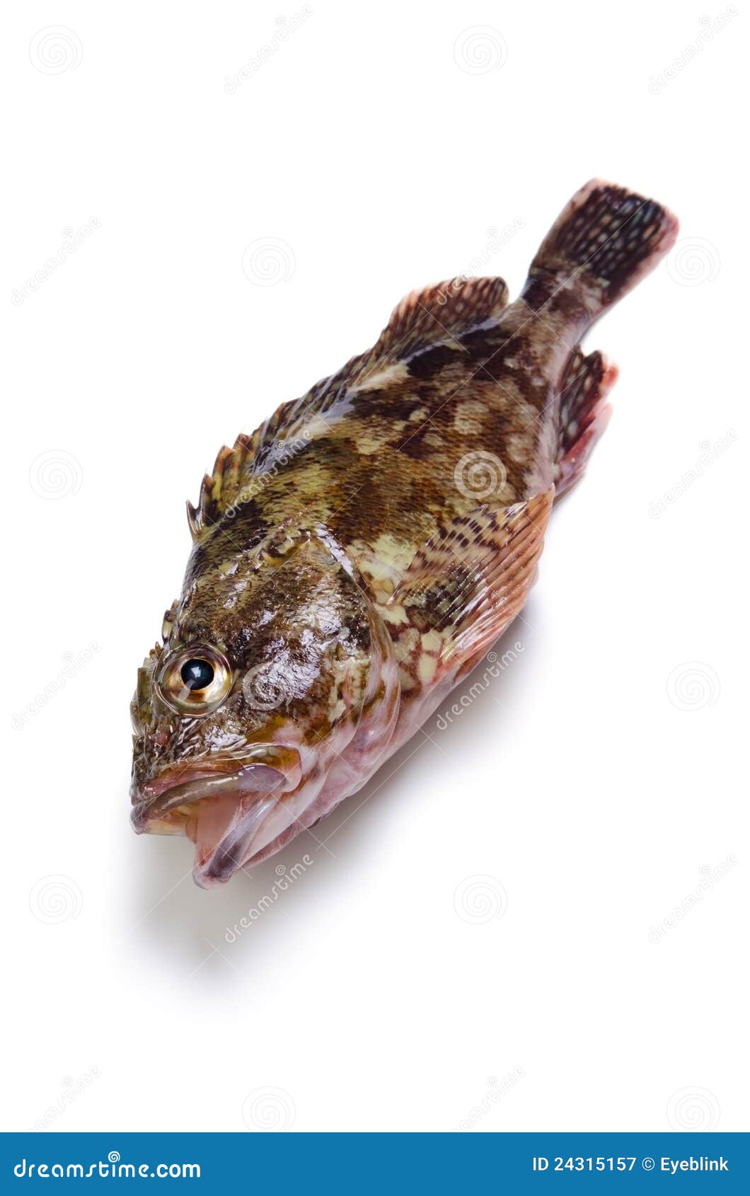 Scorpion fish stock image. Image of food, rockfish, fresh - 24315157