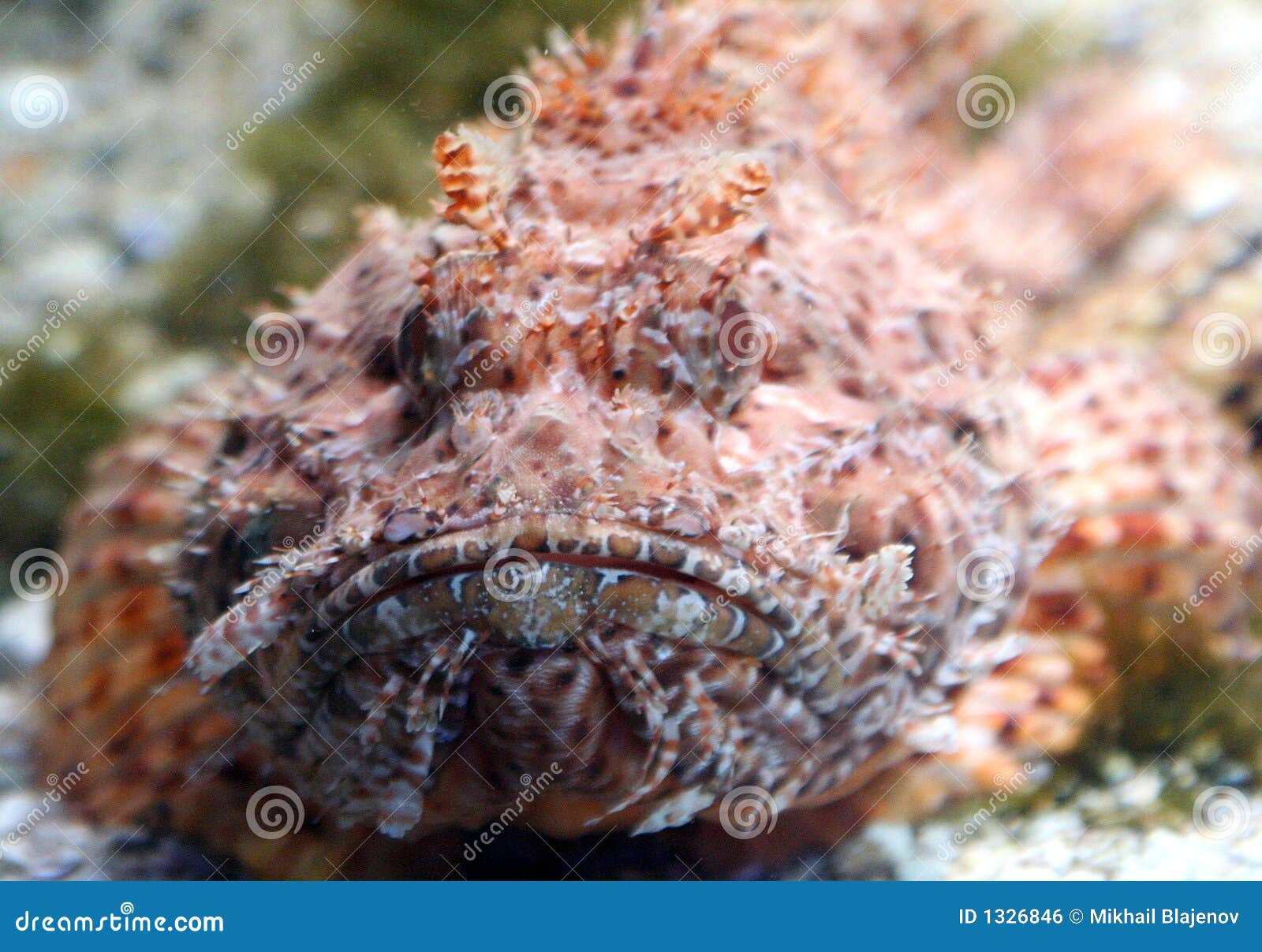 Scorpion Fish 3 stock photo. Image of poikilotherm, blooded - 1326846