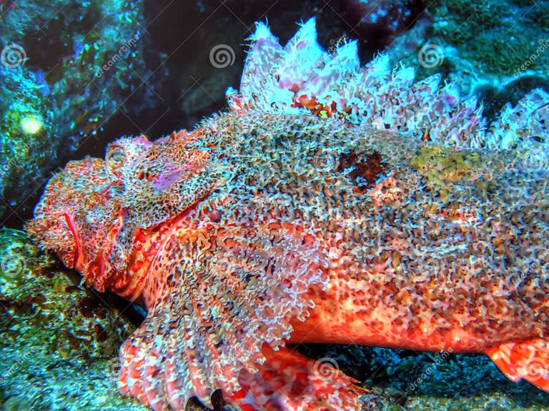Scorpion Fish stock image. Image of blooded, underwater - 4598989