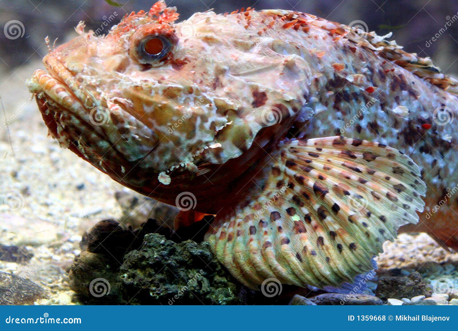 Scorpion Fish 5 stock photo. Image of gills, blooded, water - 1359668