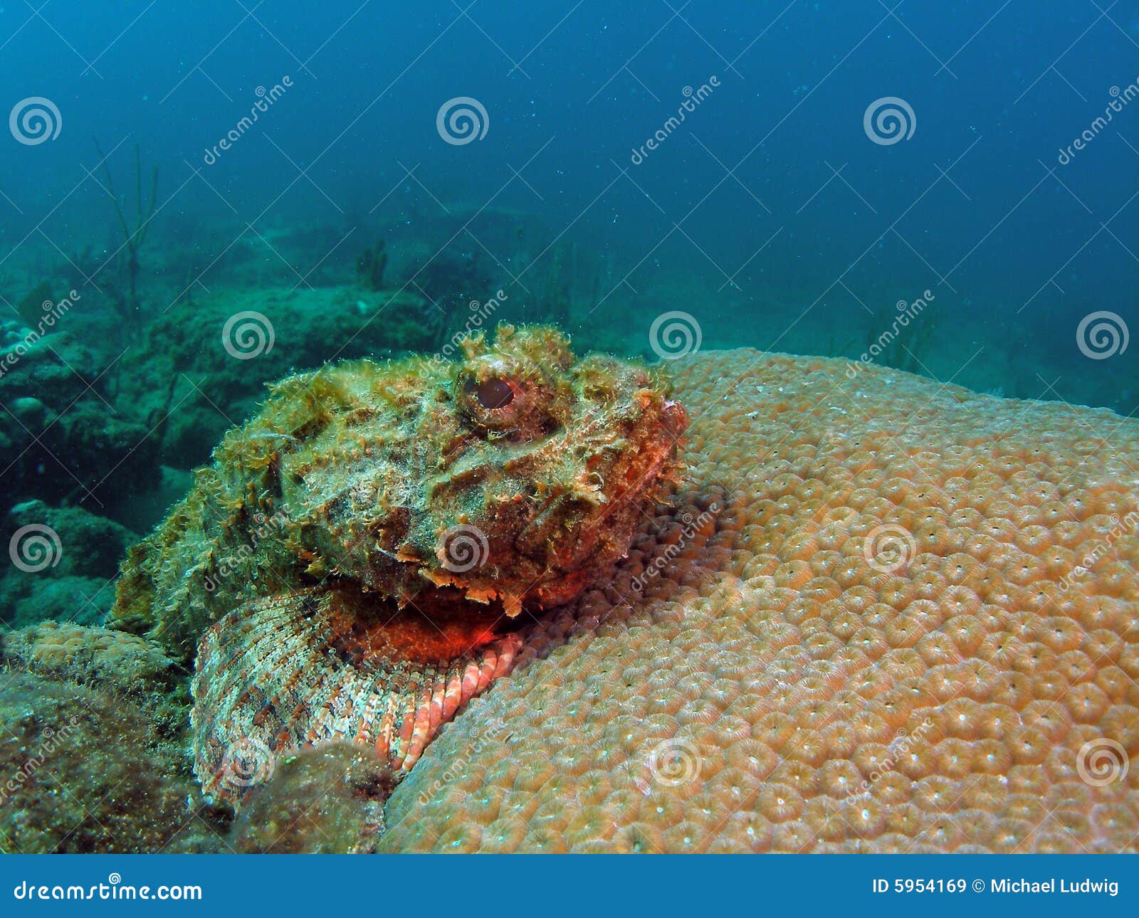 Scorpion fish stock image. Image of sand, scuba, coral - 5954169