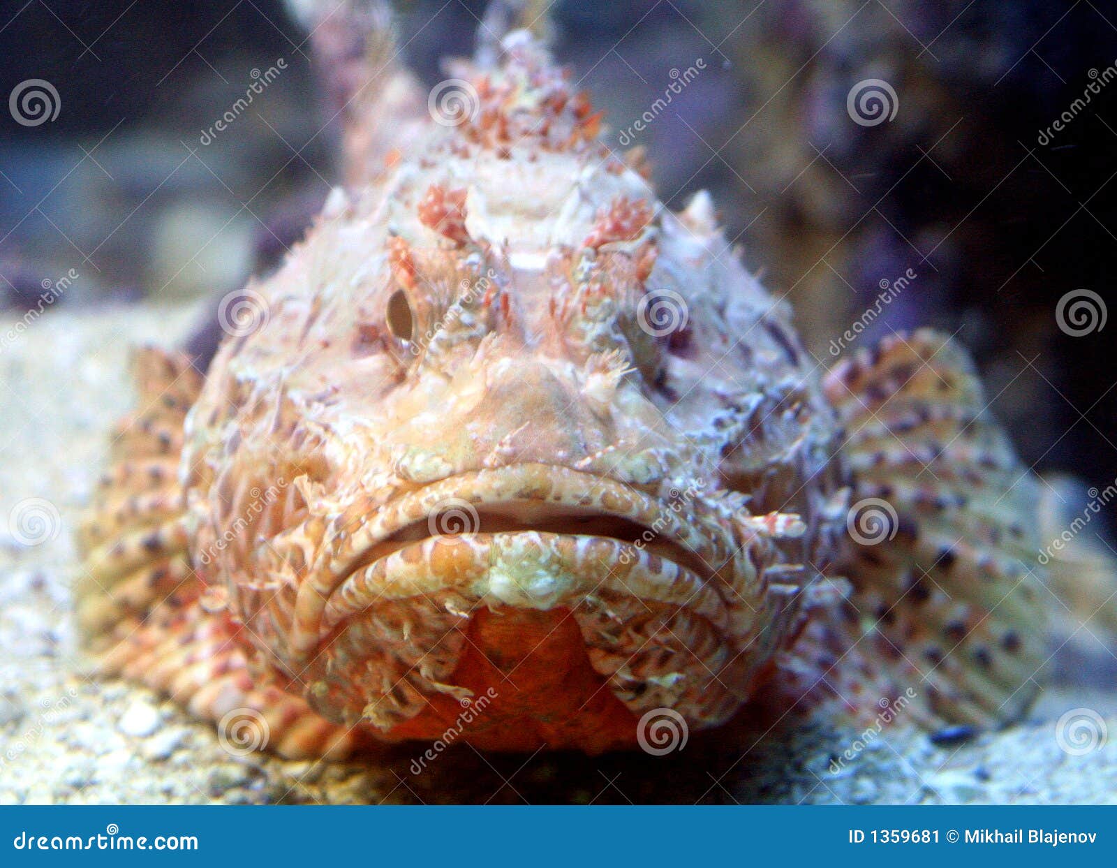 Scorpion Fish 6 stock image. Image of animal, coral, gills - 1359681