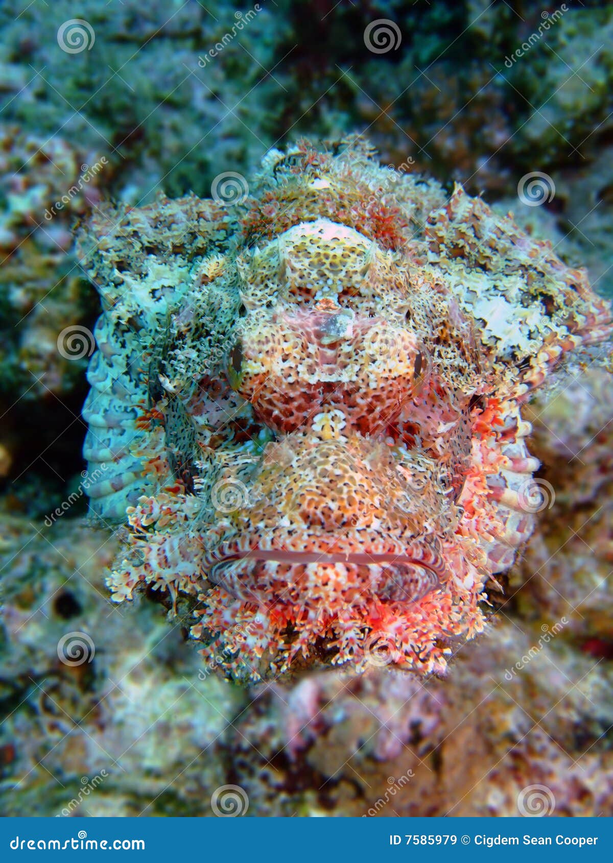 Scorpion Fish stock image. Image of scorpion, marine, gills - 7585979