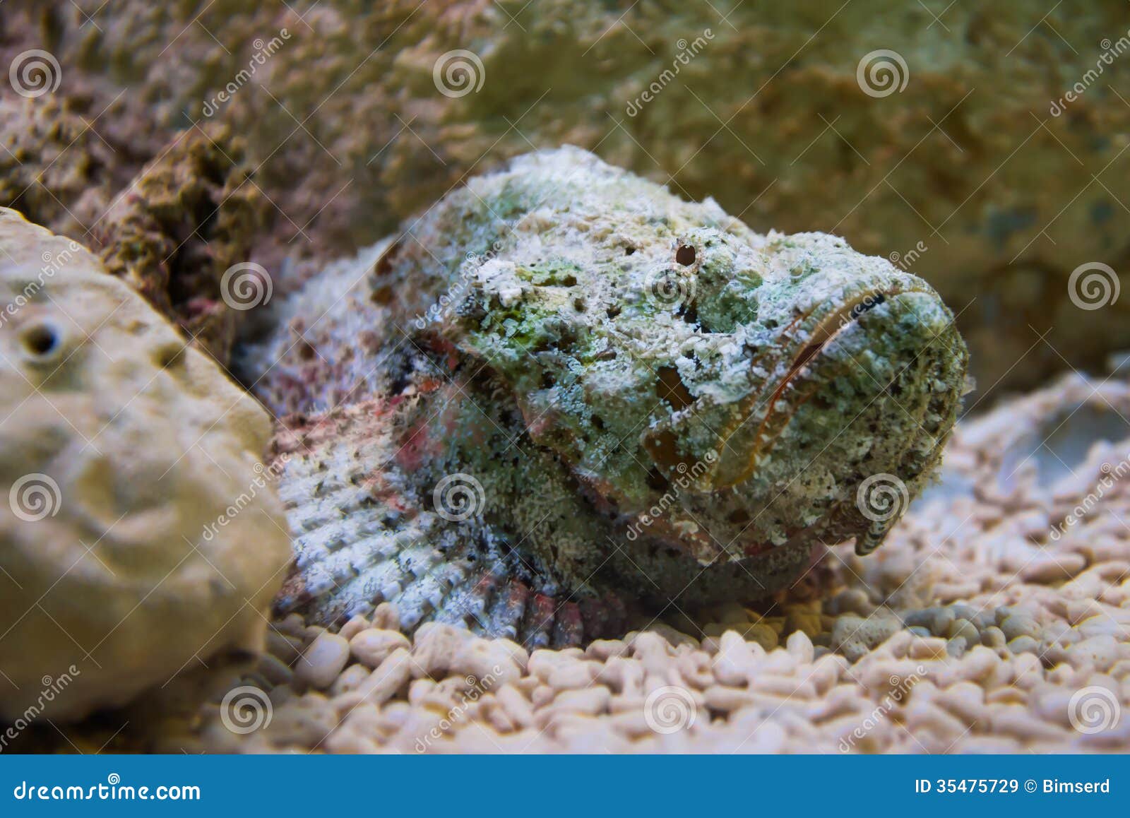 Scorpion fish in aquarium stock image. Image of adventure - 35475729