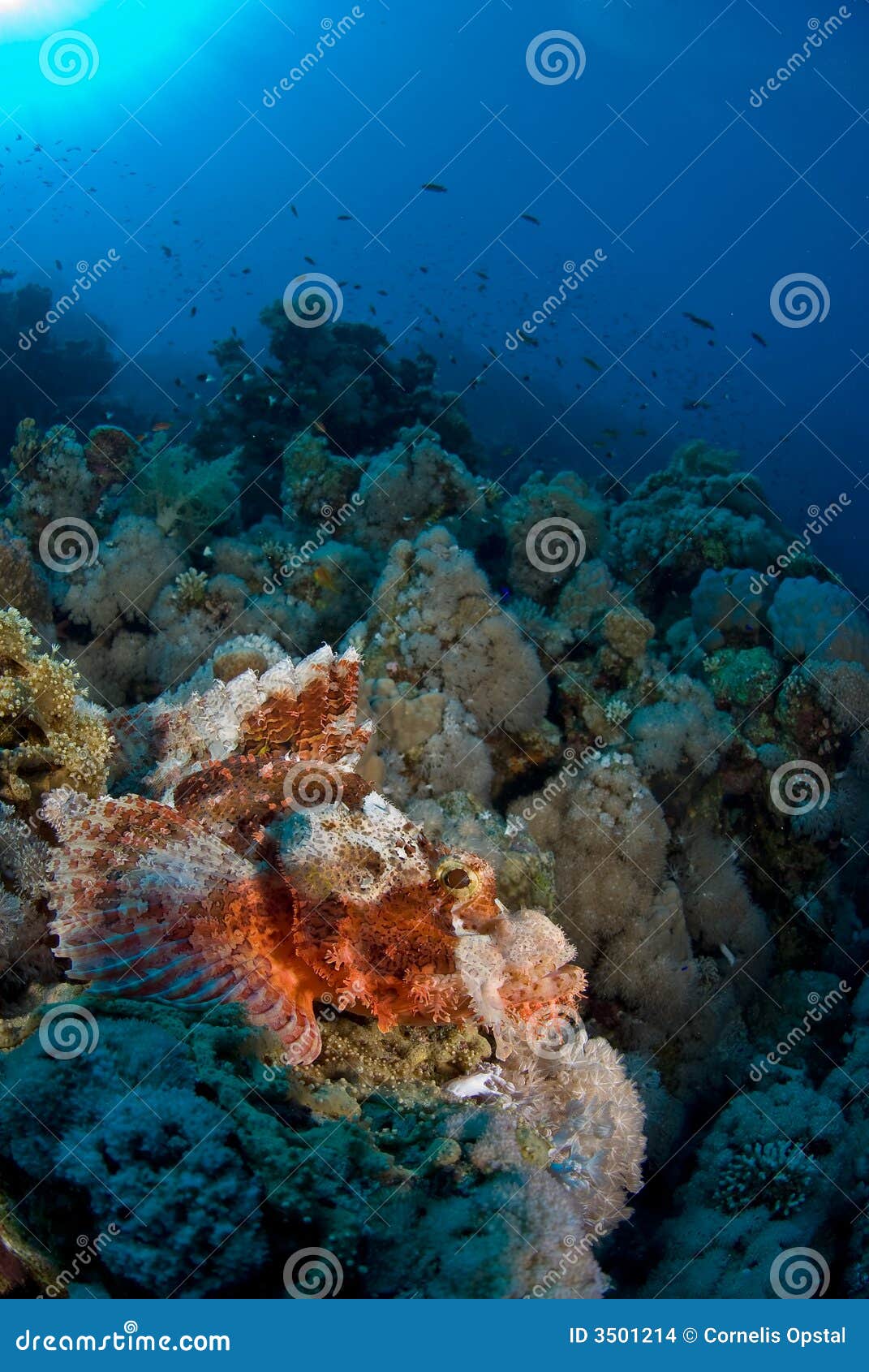 Scorpion Fish on Coral Reef Stock Photo - Image of fish, egypt: 3501214