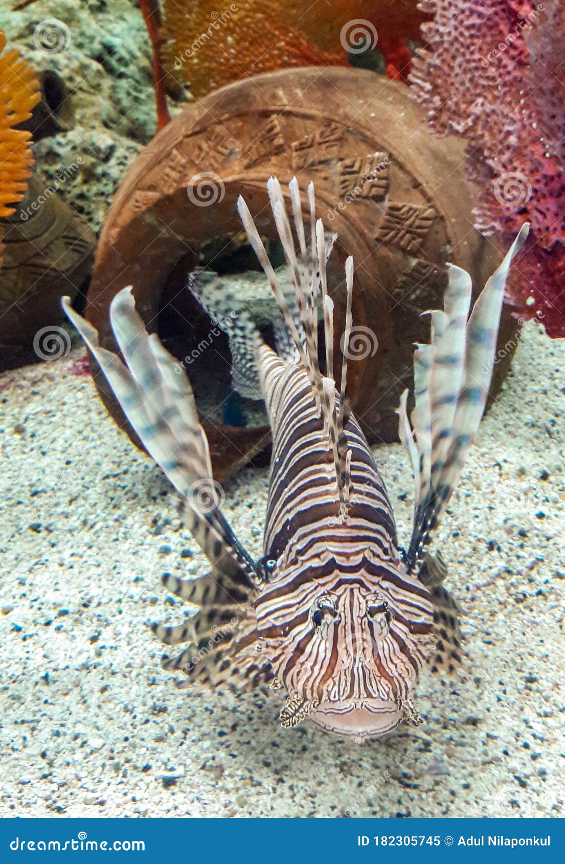 Scorpion Fish. stock image. Image of poisonous, coral - 182305745