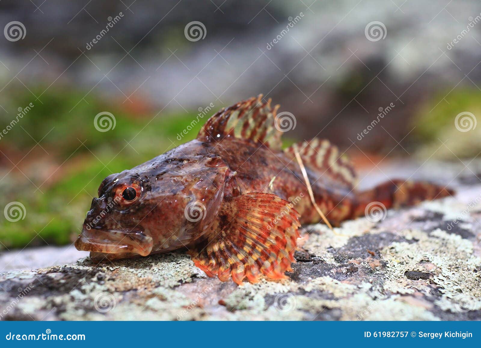 Scorpion fish stock image. Image of healthy, life, saltwater - 61982757