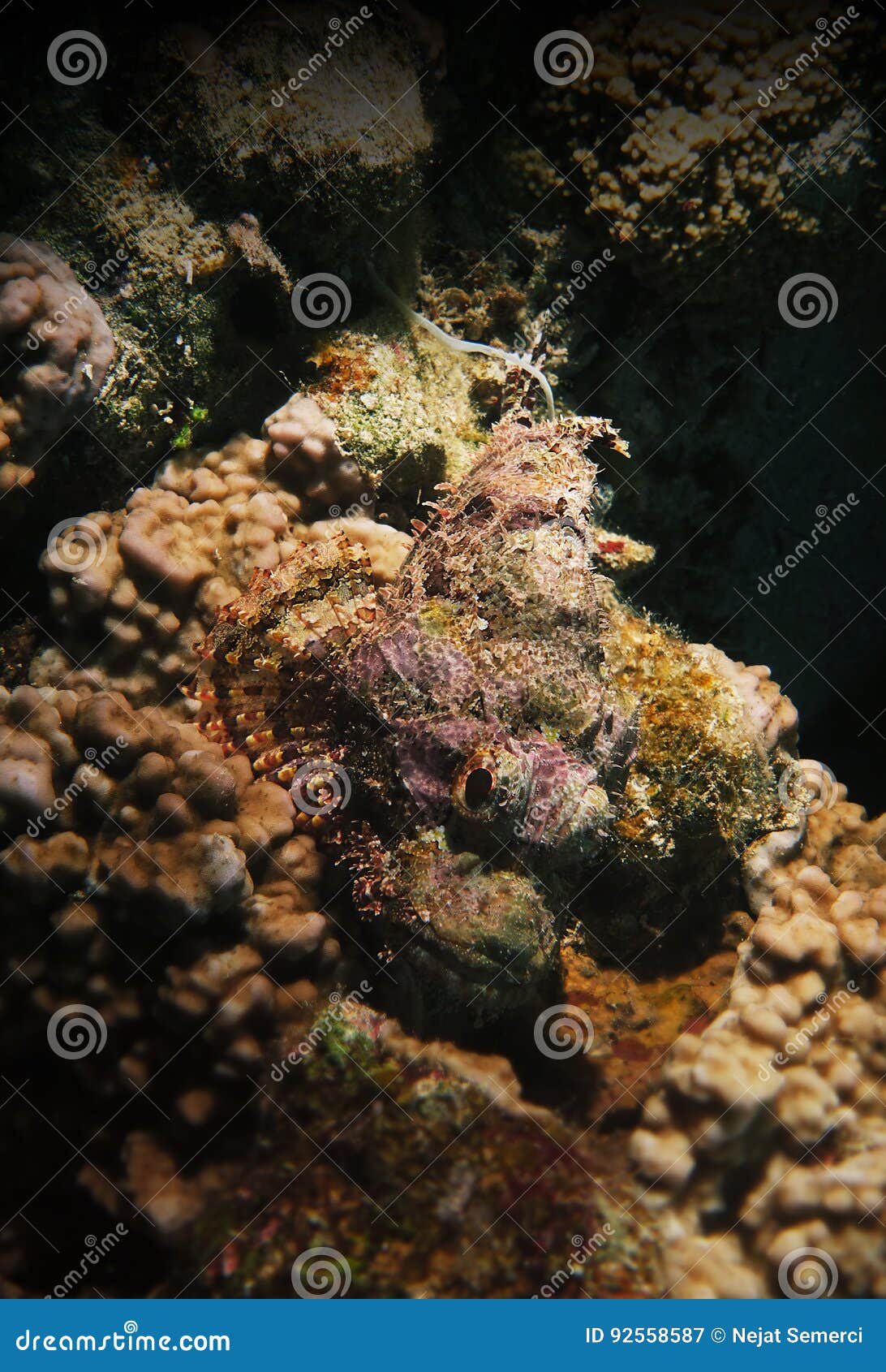 Scorpion Fish Hide Over the Reef Stock Image - Image of venom, face ...