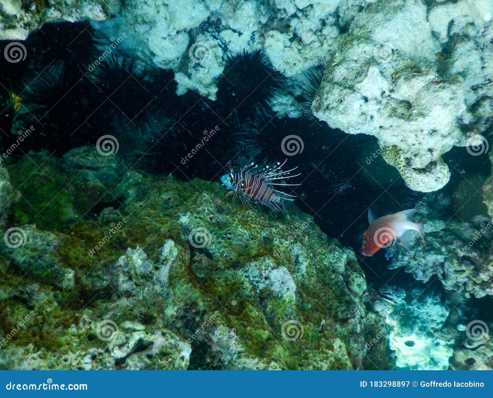 Scorpion fish stock image. Image of lion, pterois, marine - 183298897