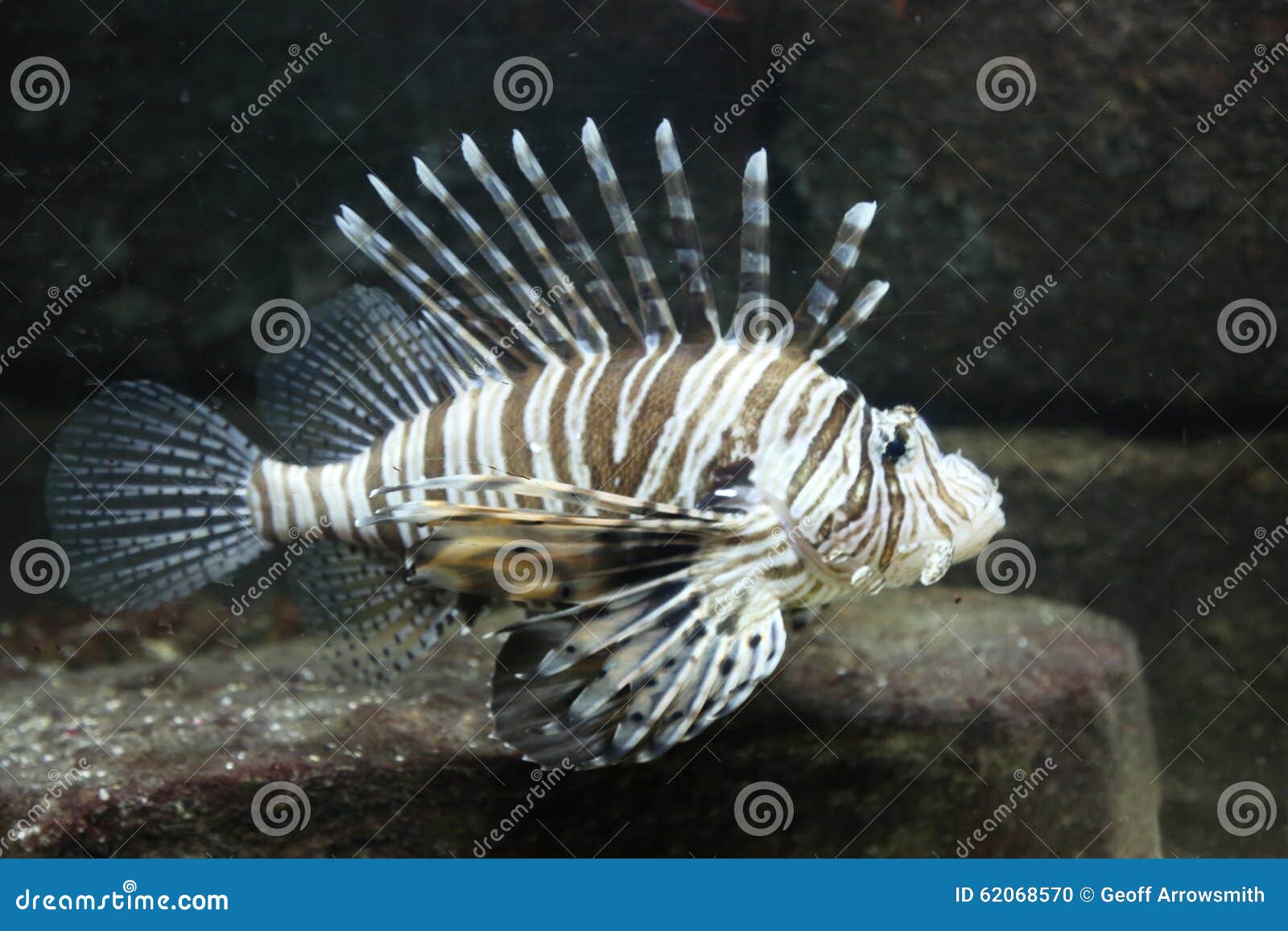 Scorpion Fish stock photo. Image of scorpion, spines - 62068570