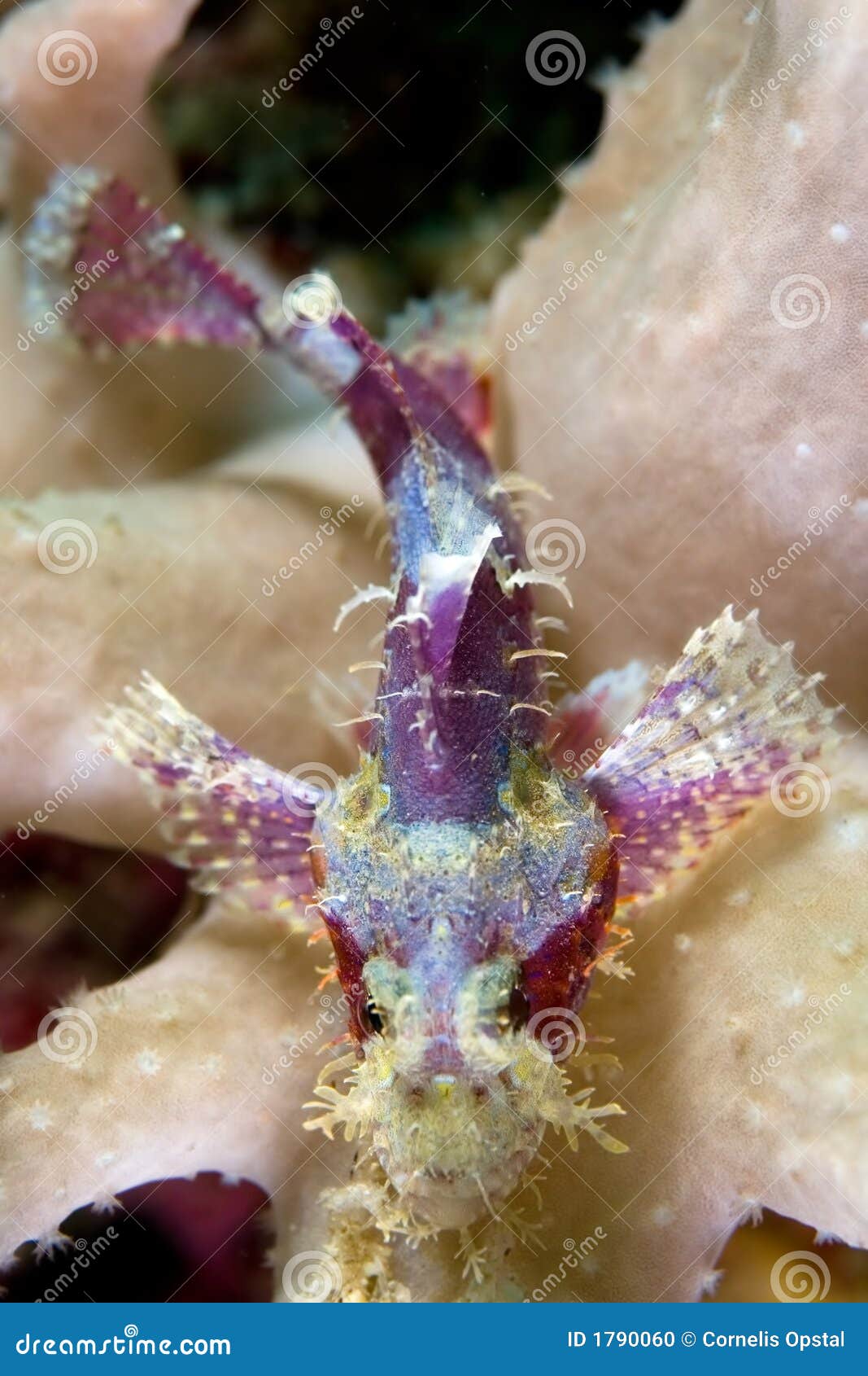 Scorpion Fish, Triangle Rock, Chumphon, Thailand Royalty-Free Stock ...