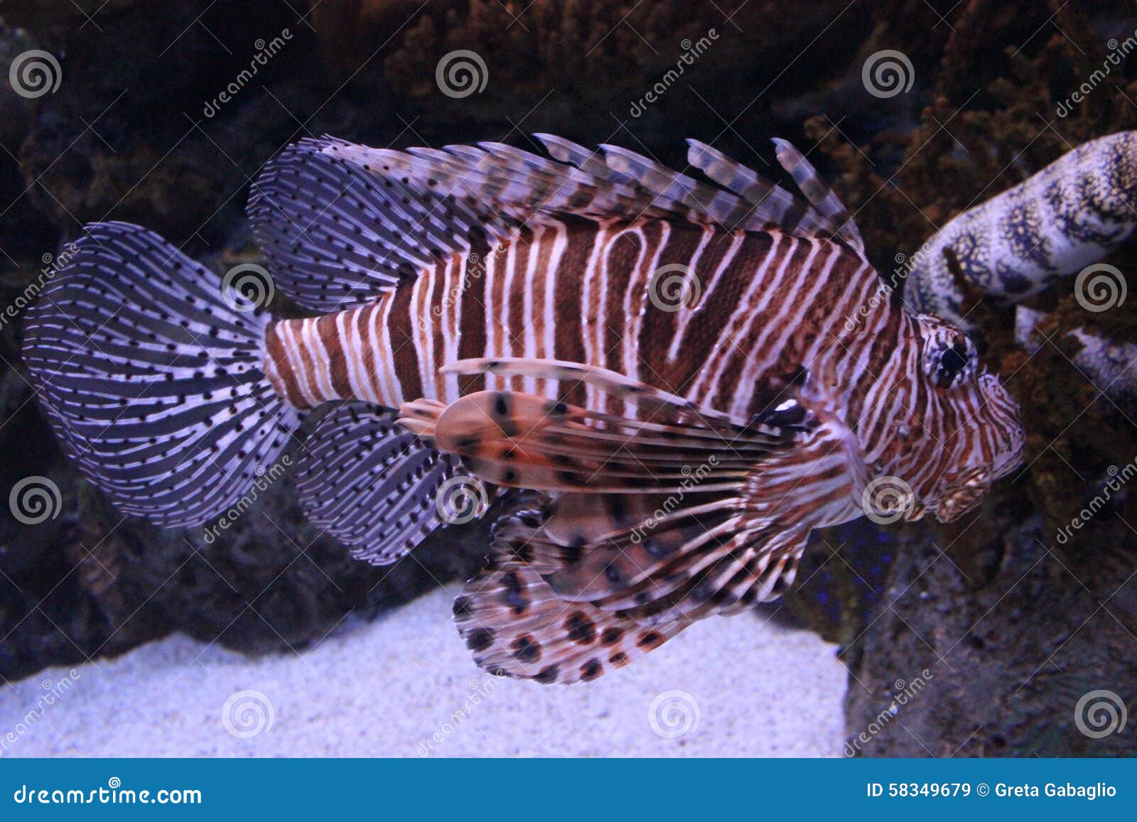 Scorpion Fish stock image. Image of fish, life, predator - 58349679