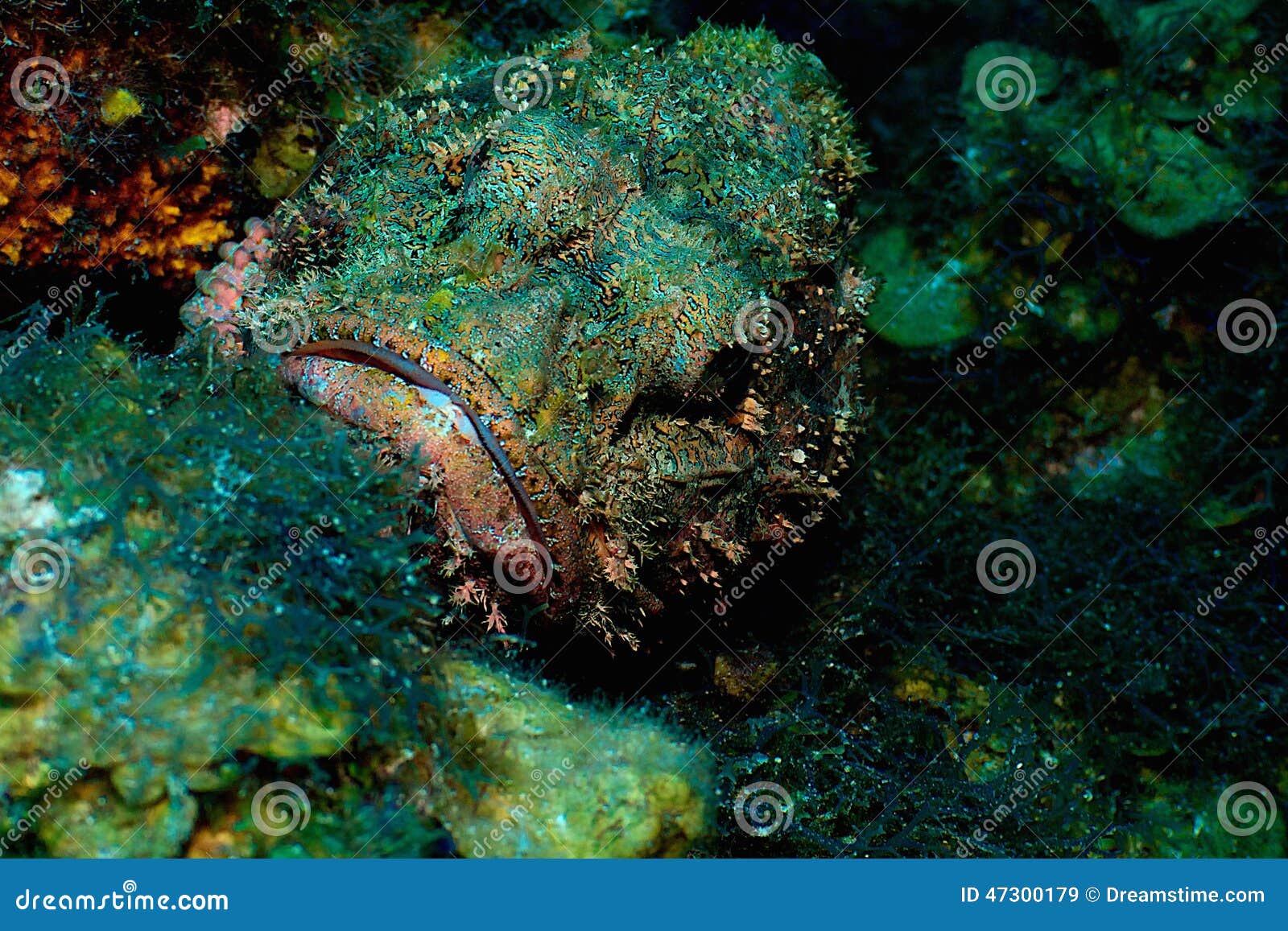 Scorpion Fish stock image. Image of scuba, coral, caribbean - 47300179