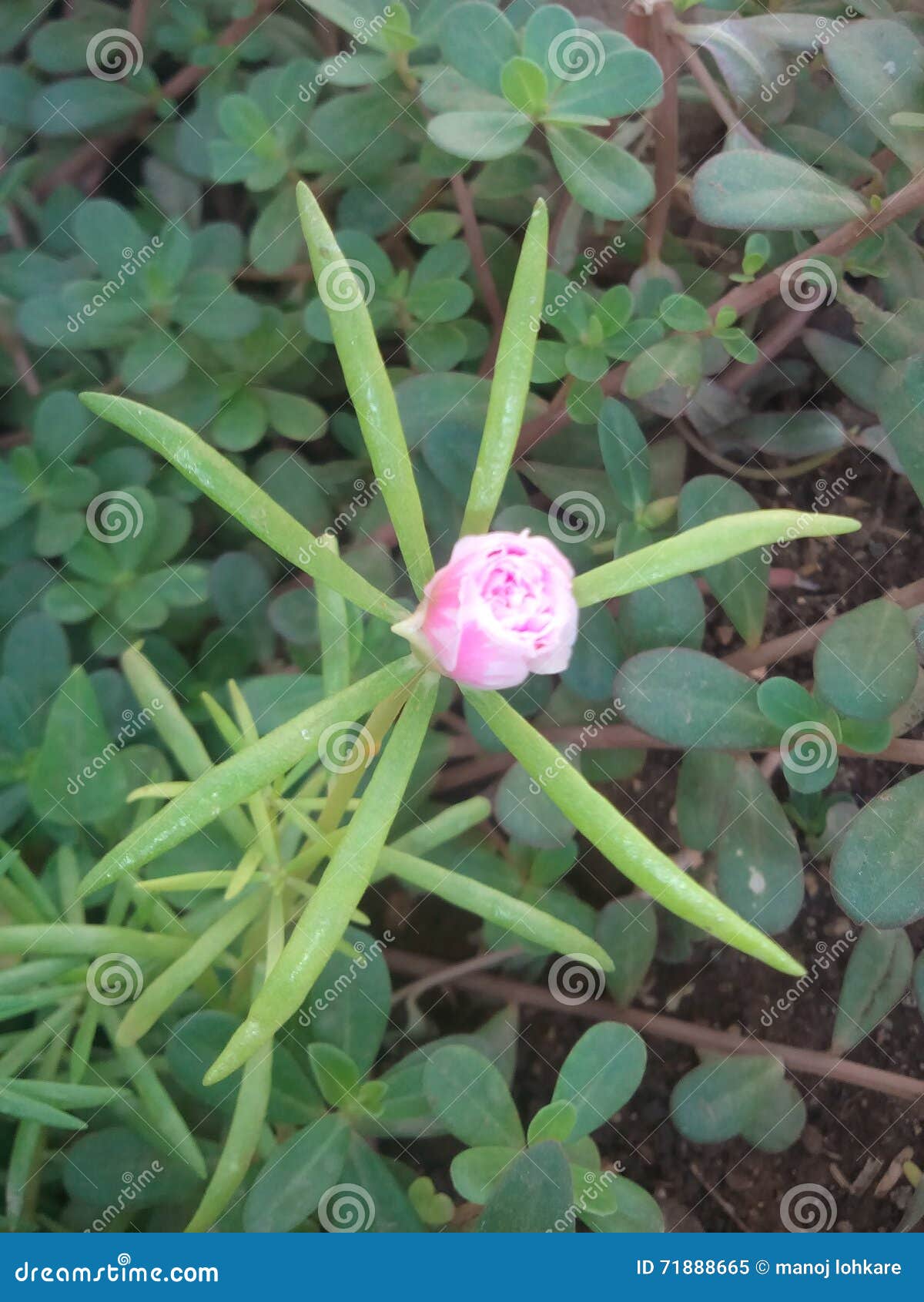 Scorpion flower bud stock image. Image of scorpion, flower - 71888665