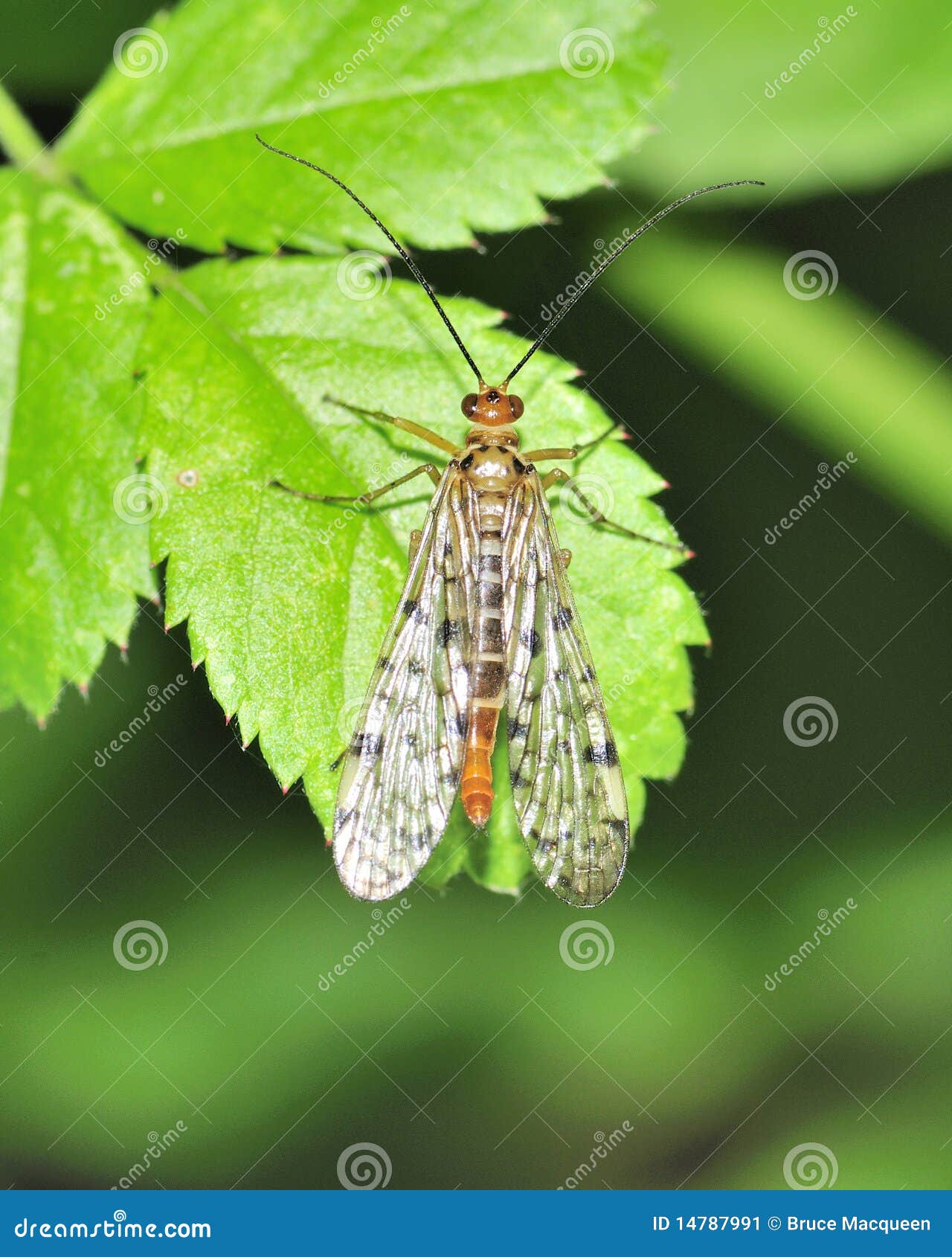 Scorpion Fly stock image. Image of scorpion, scorpionfly - 14787991