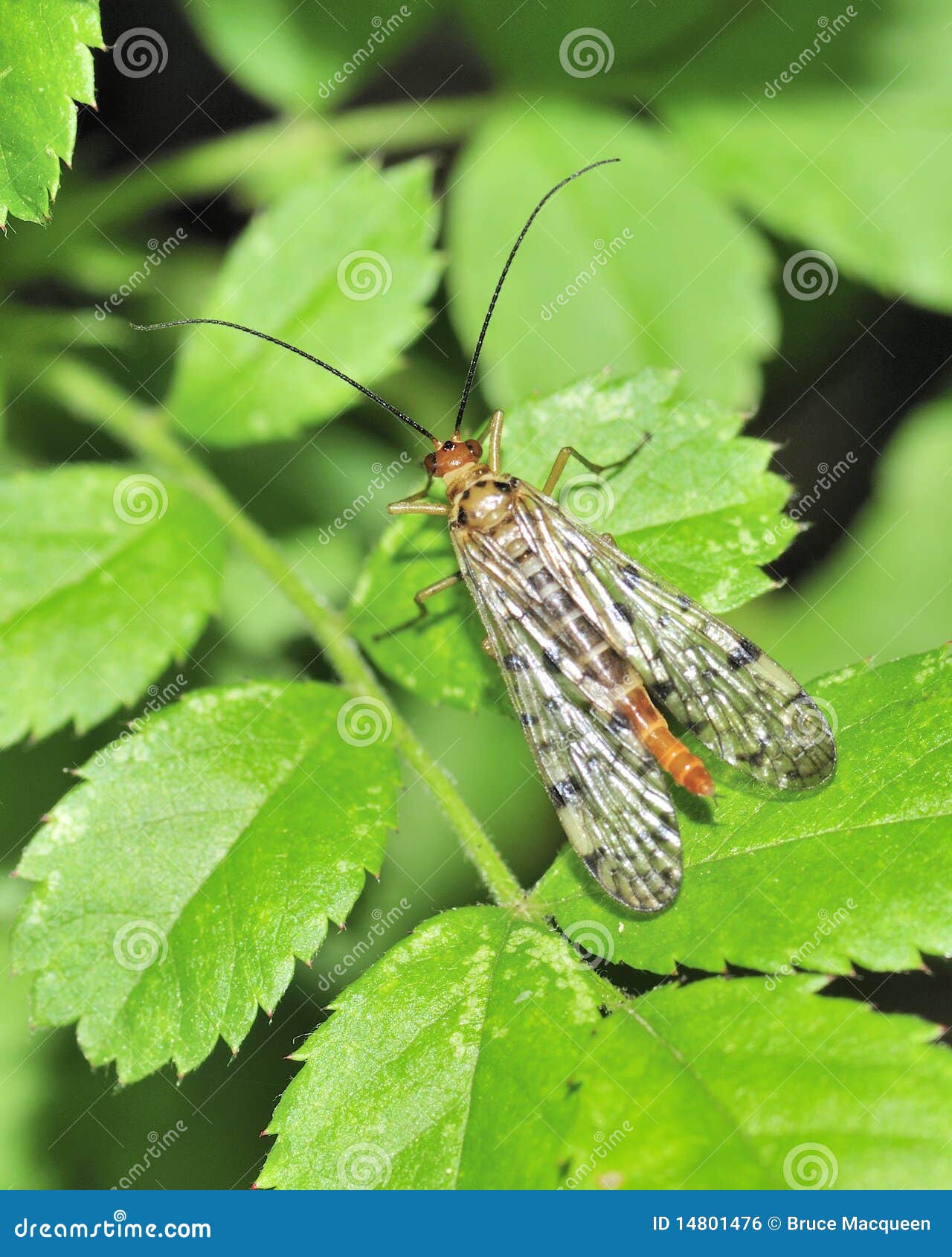 Scorpion Fly stock photo. Image of pest, insect, arthropod - 14801476