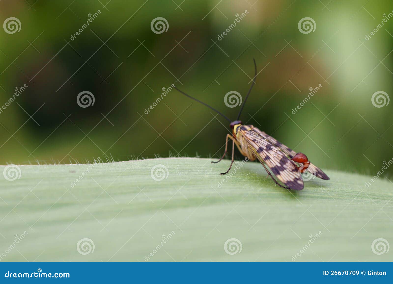 Scorpion fly stock image. Image of scorpion, corn, flying - 26670709