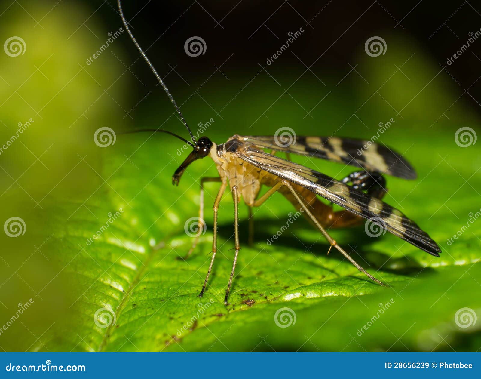 Scorpion fly stock image. Image of fauna, closeup, nature - 28656239