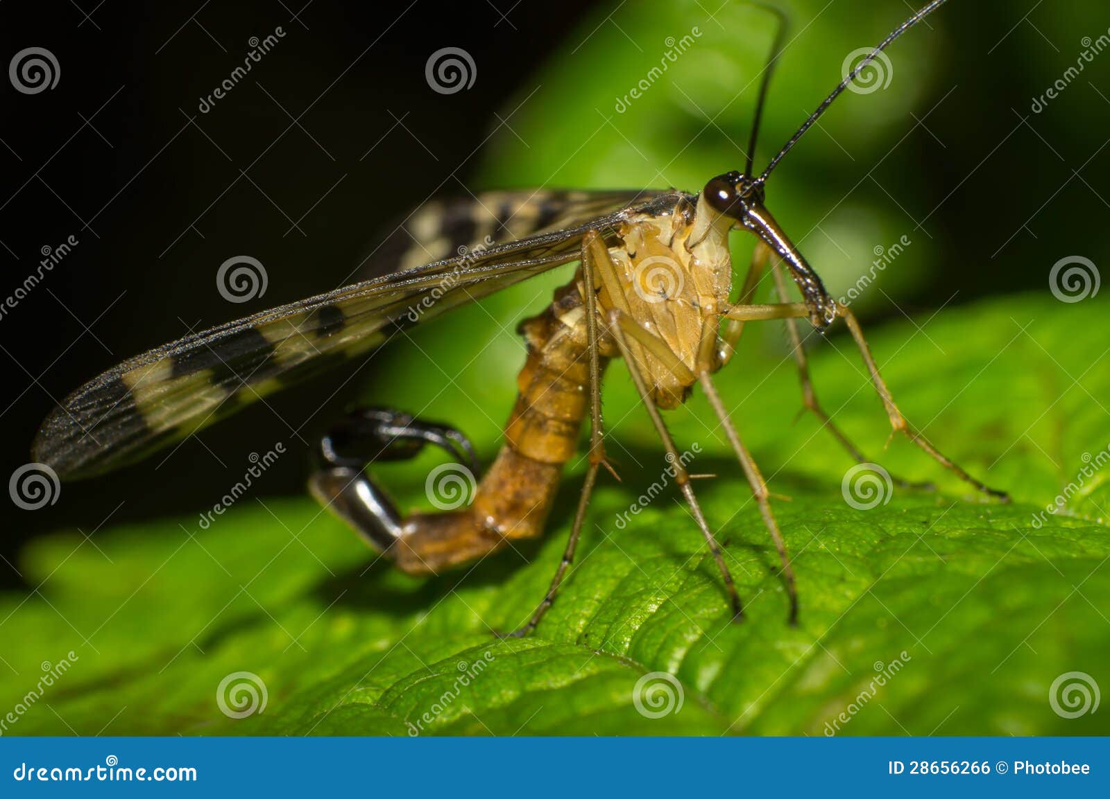 Scorpion fly stock photo. Image of fauna, creature, green - 28656266