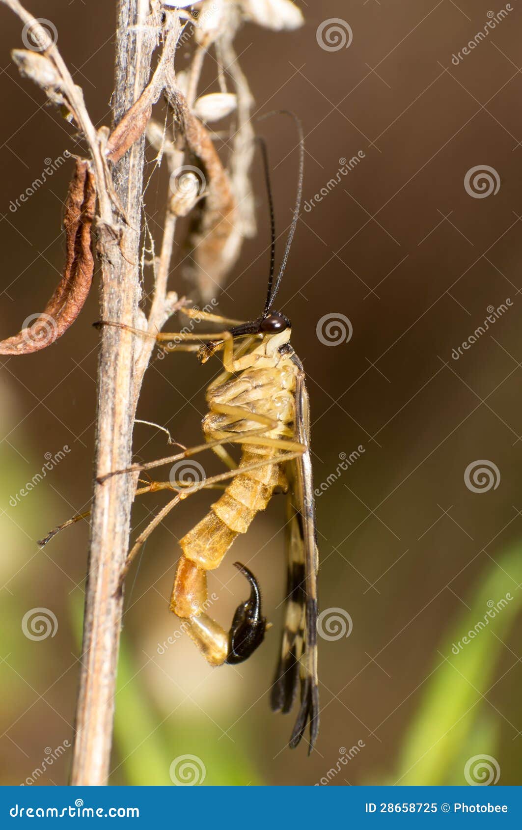 Scorpion fly stock image. Image of scorpion, wildlife - 28658725
