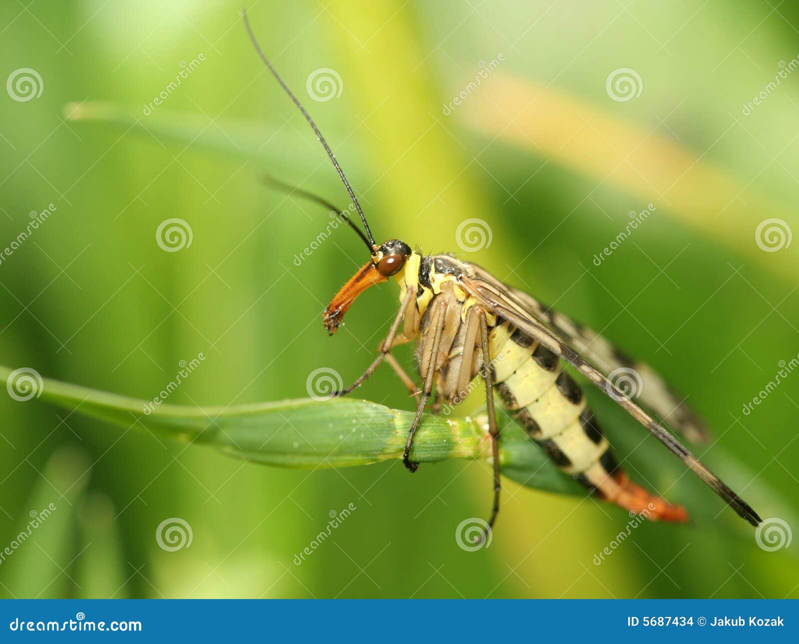 Scorpion fly stock photo. Image of closeup, creepy, animal - 5687434