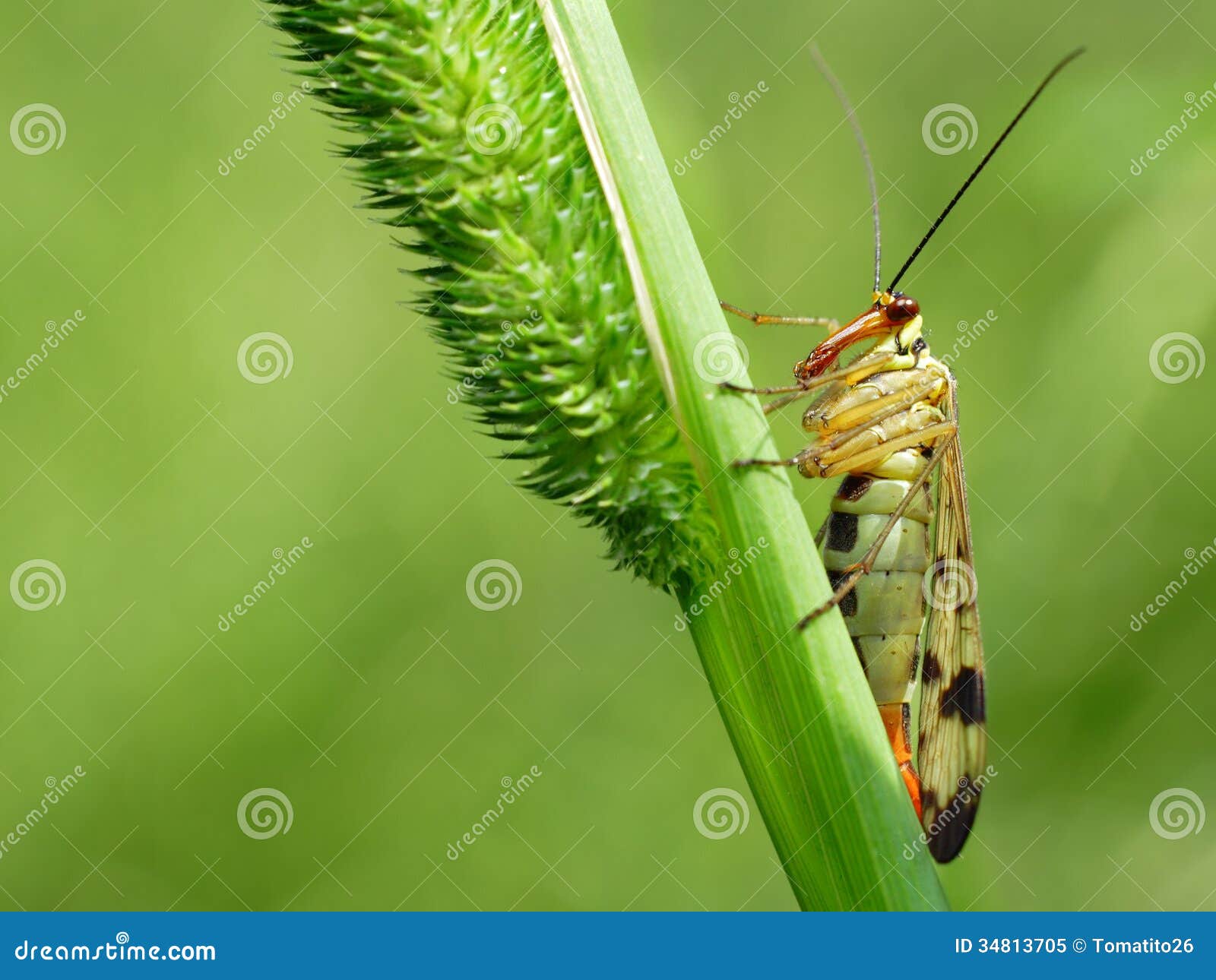 Scorpion Fly Mecoptera Panorpa Panorpidae Stock Image - Image of hair ...