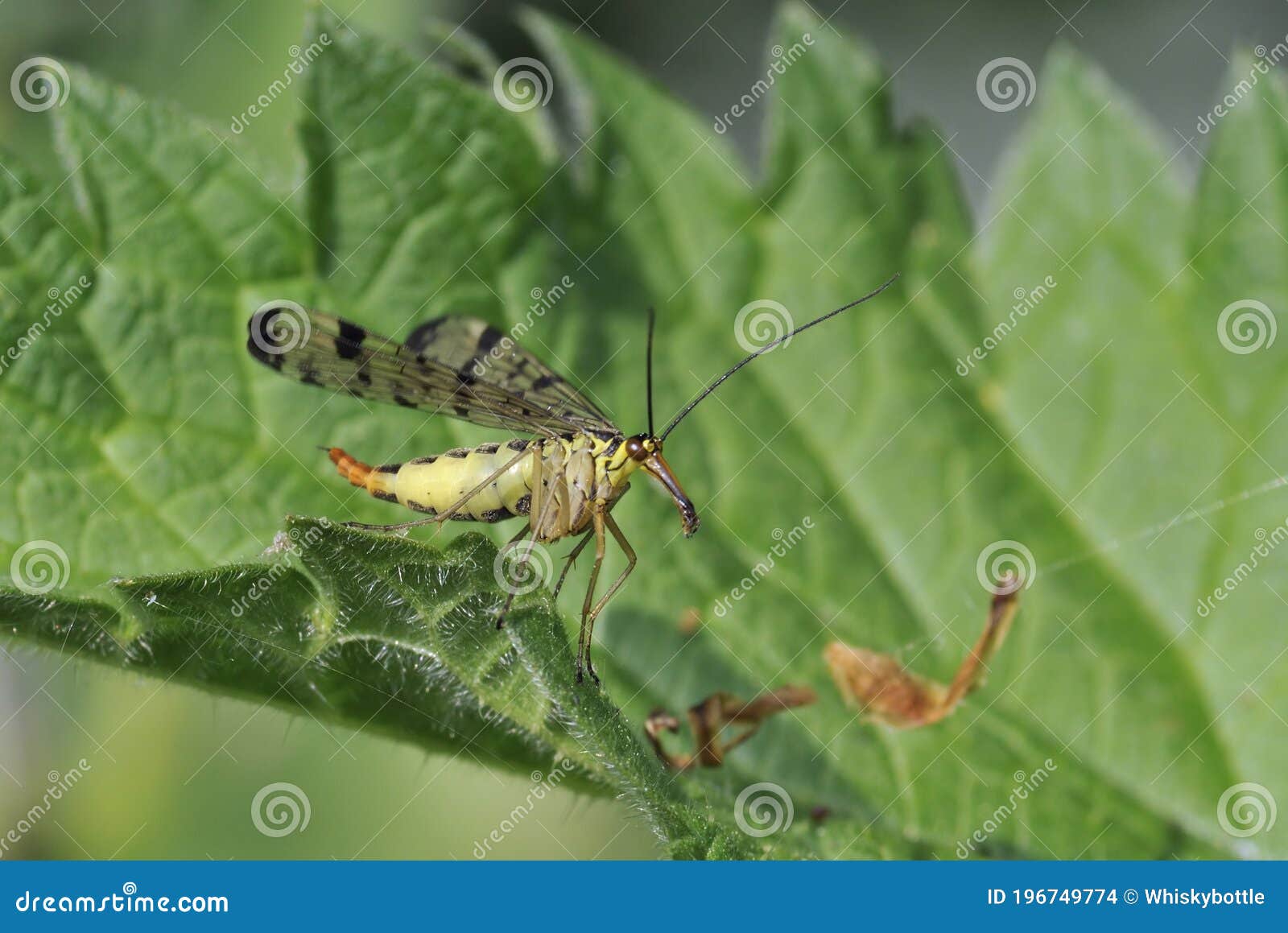 Scorpion Fly stock photo. Image of england, head, close - 196749774