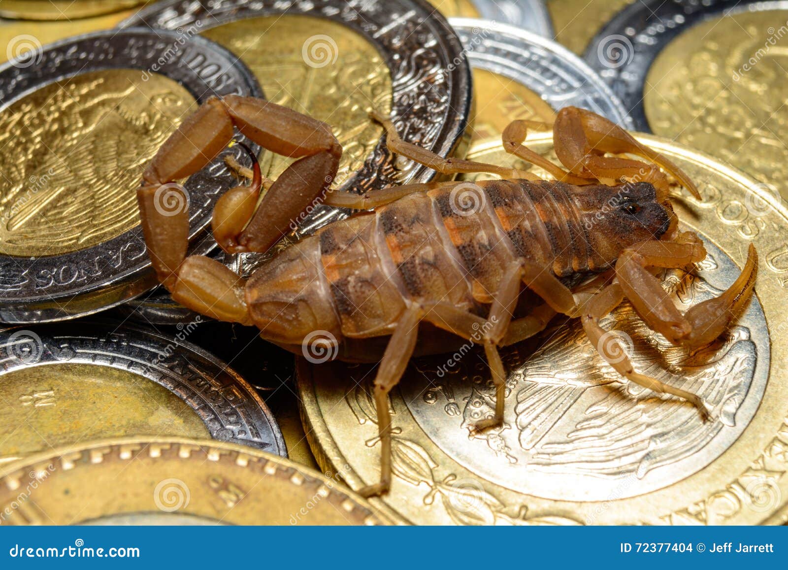 Scorpion Guarding Treasure stock photo. Image of stinger - 72377404