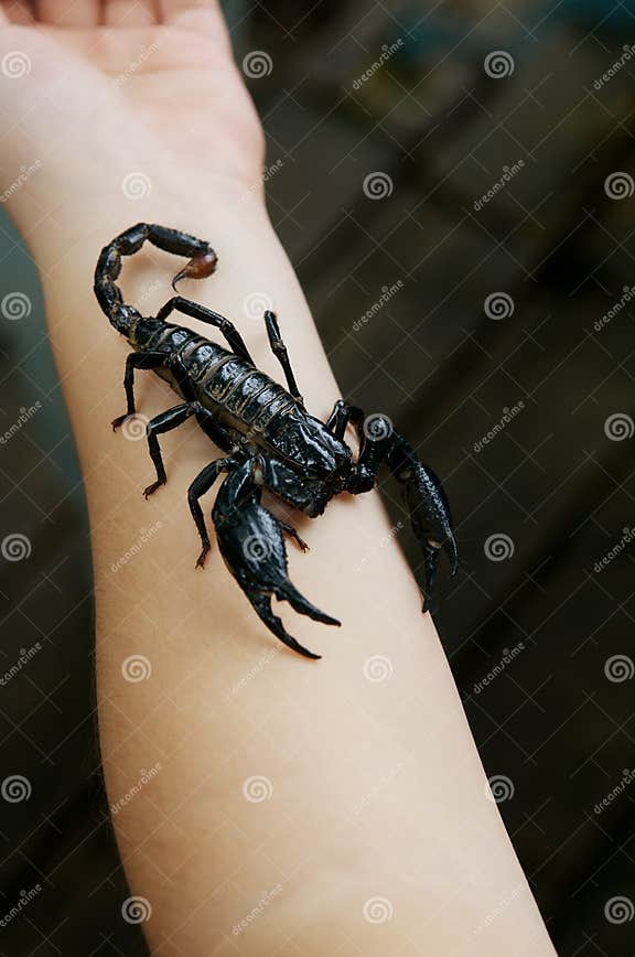 Scorpion on hand stock image. Image of organism, insect - 26567275