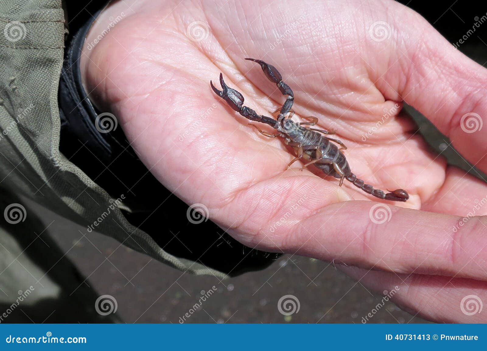 Scorpion in Hand stock image. Image of nature, desert - 40731413