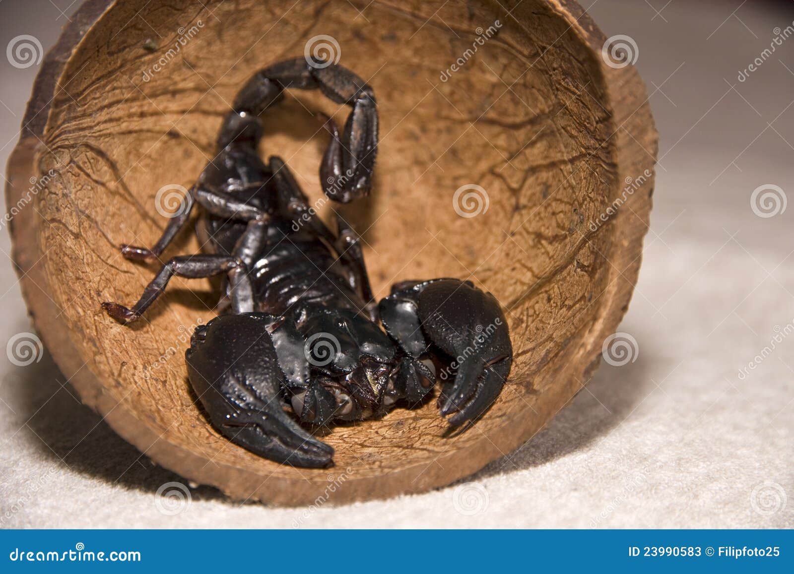 Scorpion Hiding in a Coconut Shell Stock Image - Image of pinch ...